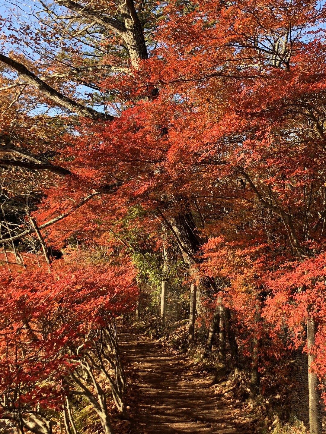 紅葉の軽井沢🍁🍁🍁 雲場池、浅間大... / Hiroさんのモーメント | YAMAP / ヤマップ