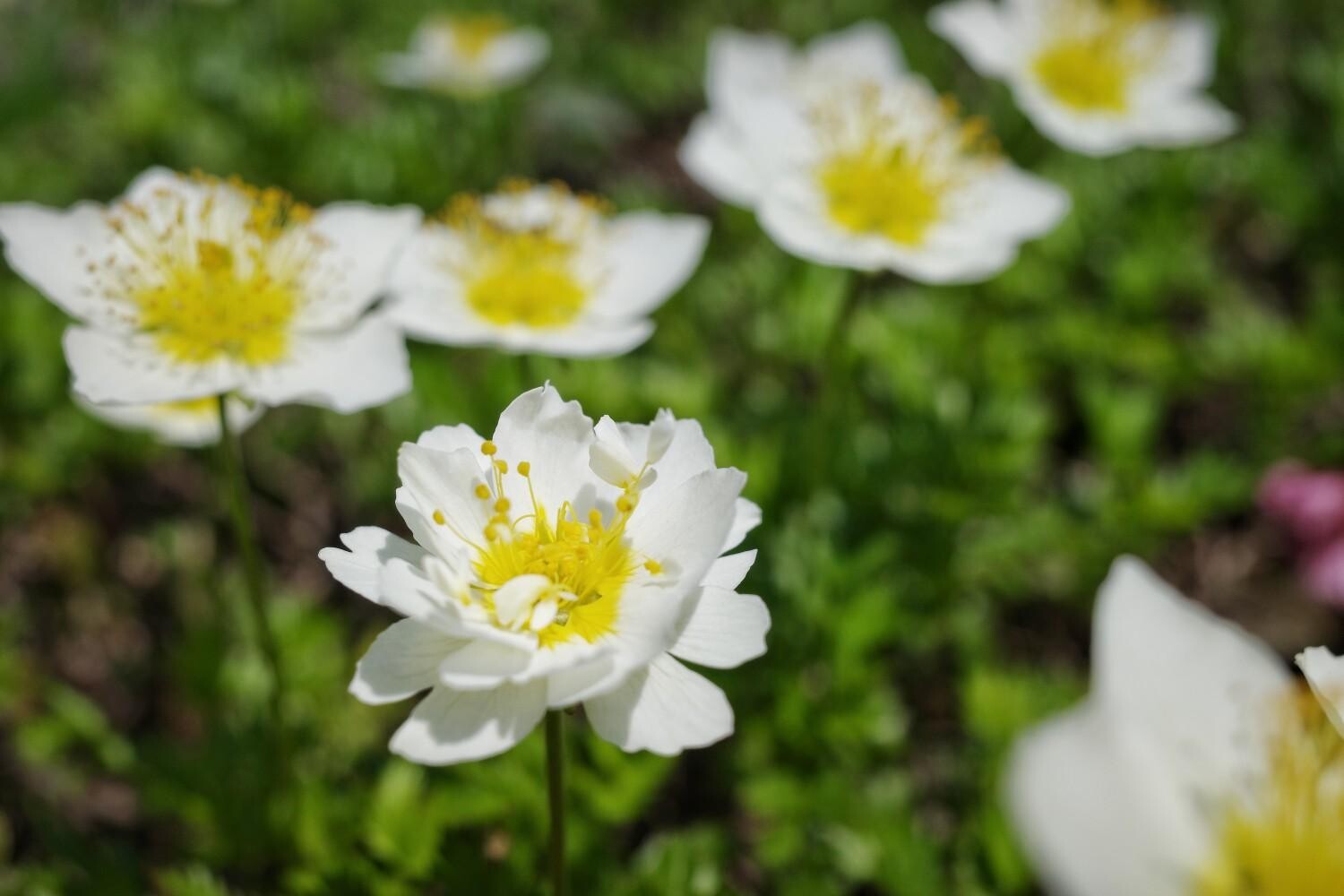 初めてのツアーで森吉山-2024-06-20 / G-Mikiさんの森吉山の活動データ | YAMAP / ヤマップ