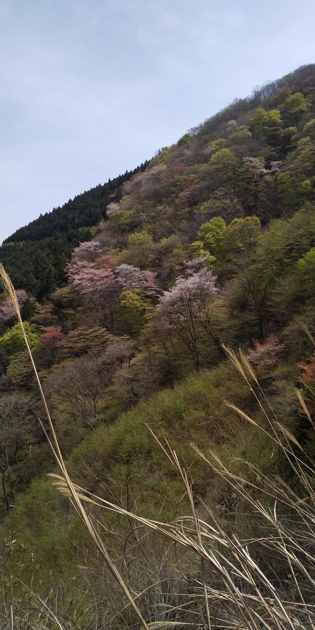 思親山 / kimichanさんの思親山・三石山の活動データ | YAMAP / ヤマップ