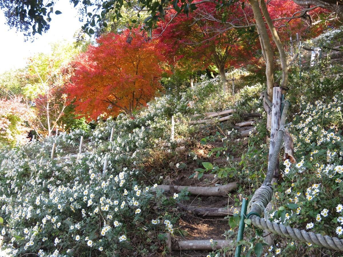 横尾のじぎくの丘 / 八十GGさんの六甲山・長峰山・摩耶山の活動日記 | YAMAP / ヤマップ