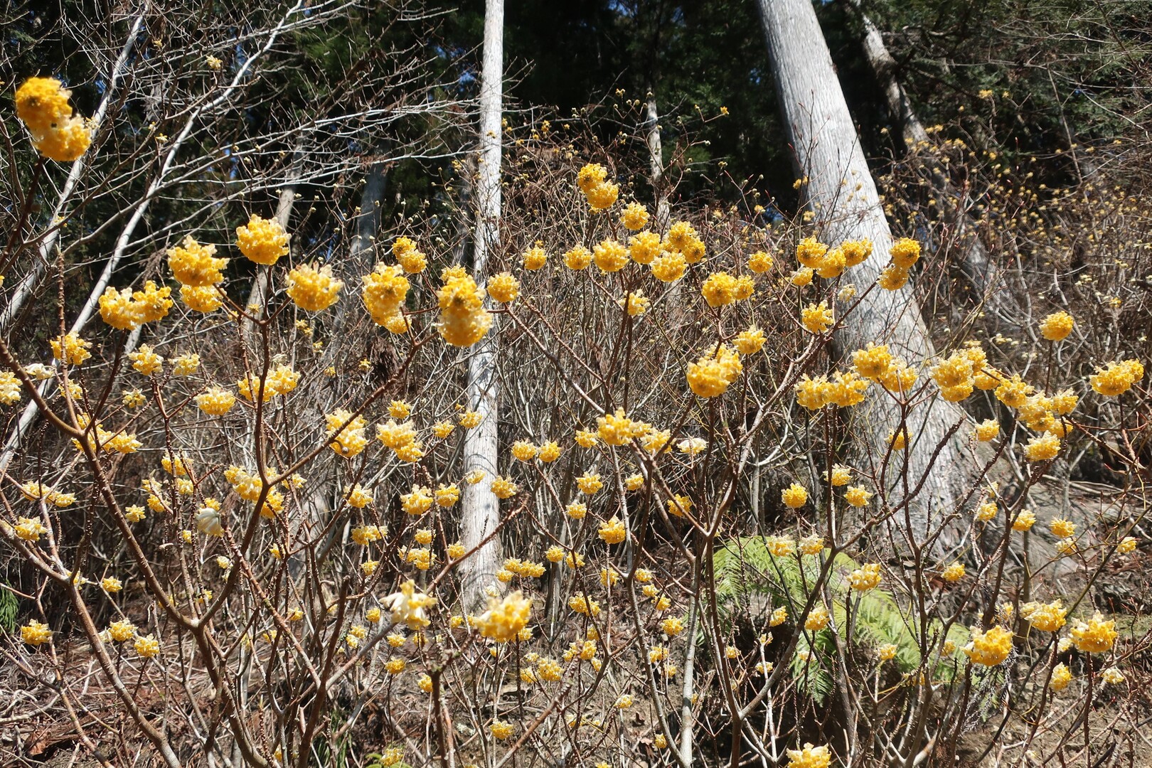 鳶ノ巣山（春）愛知側～頂上～ミツマタ群生地 / ukonさんの鳶ノ巣山の活動データ | YAMAP / ヤマップ