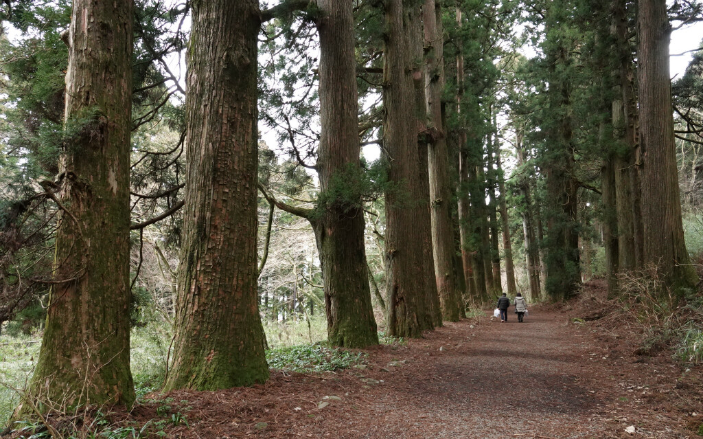 旧東海道 箱根の山は天下の険！ 東海道五十三次 小田原宿・箱根宿・三島宿の写真26枚目 樹齢400年の杉並木 江戸幕府が旅人に木