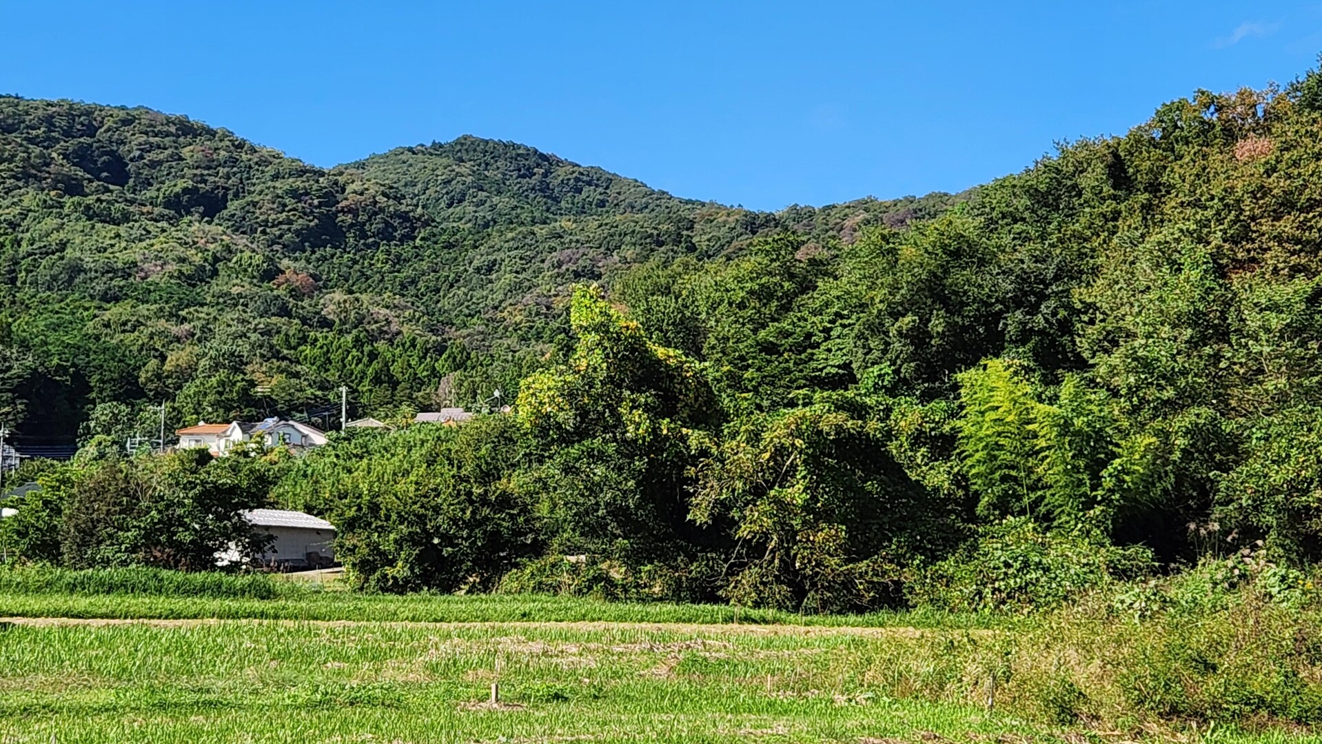 堂山・雷電山 / dxcさんの堂平山・笠山（乳房山）・大霧山の活動データ | YAMAP / ヤマップ