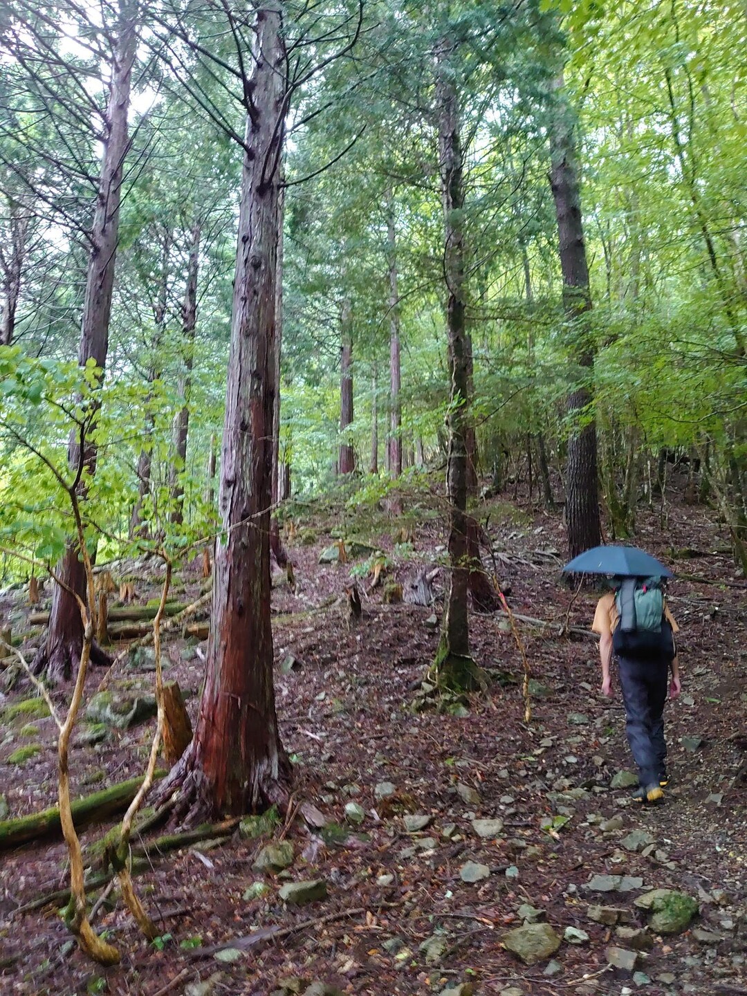続 酒宿 お亀岩 天狗峠コース / 四玄-SIGEN fpさんの三嶺・天狗塚・石立山の活動データ | YAMAP / ヤマップ