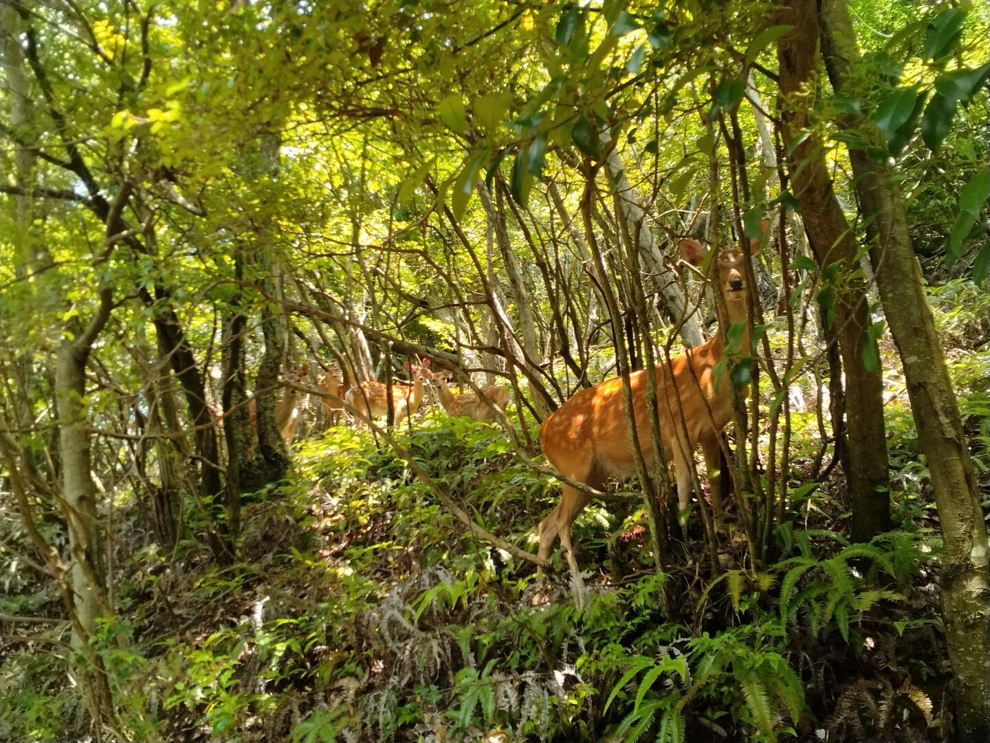 東山（宝ヶ池） / YT9さんの京都一周トレイルの活動データ | YAMAP / ヤマップ