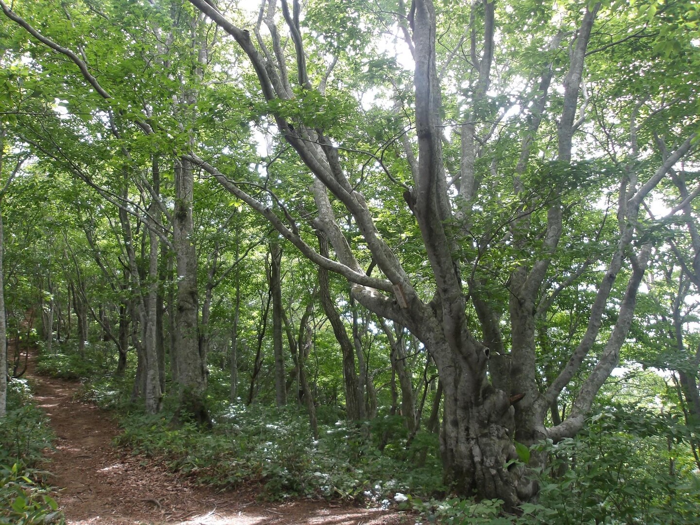 高森山（青森市・平内町） / スノー@ystさんの高森山・屋敷山の活動データ | YAMAP / ヤマップ