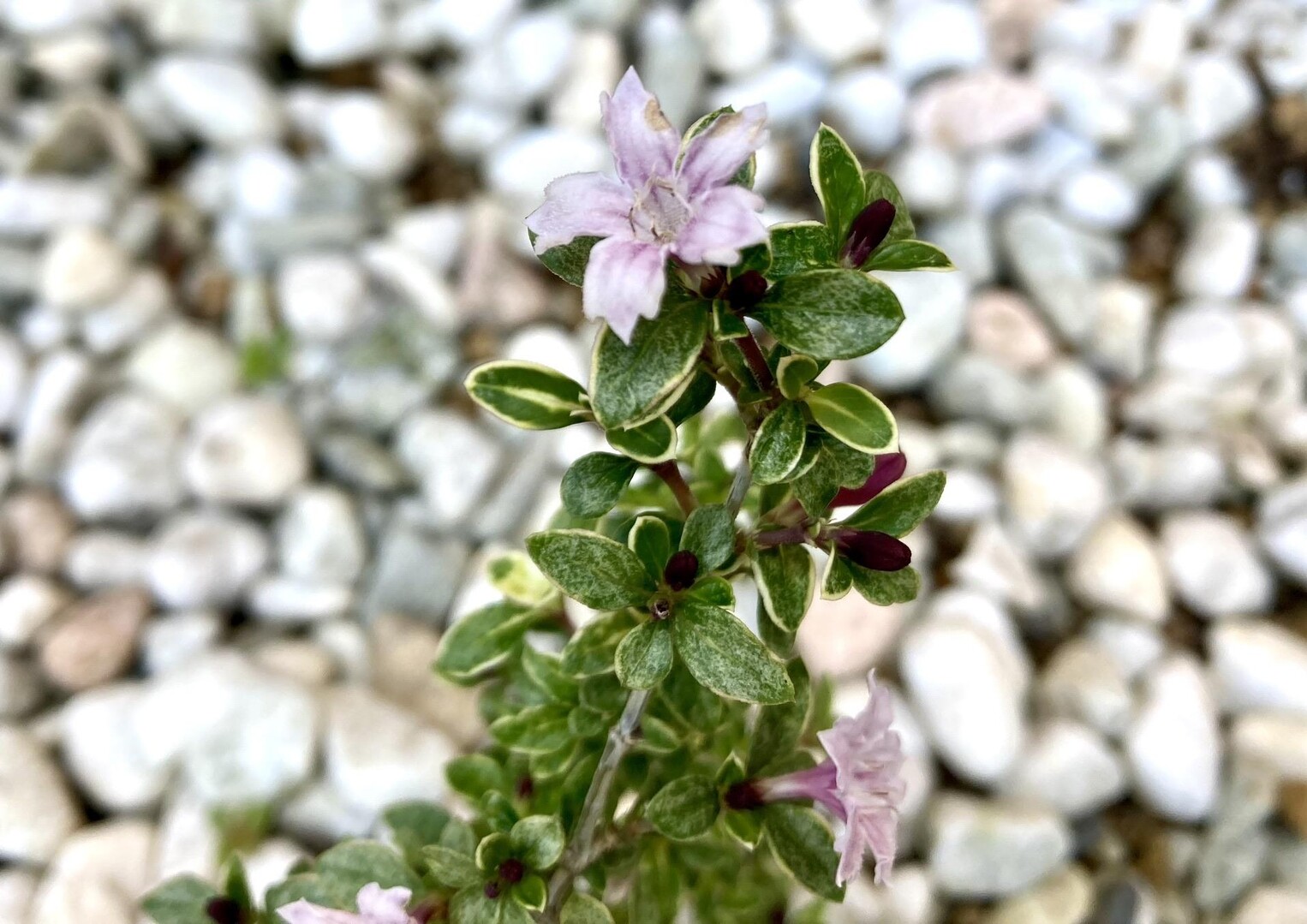 昨年の秋、庭に6苗植えたうちの一つ、ハク... / Ozanさんのモーメント | YAMAP / ヤマップ