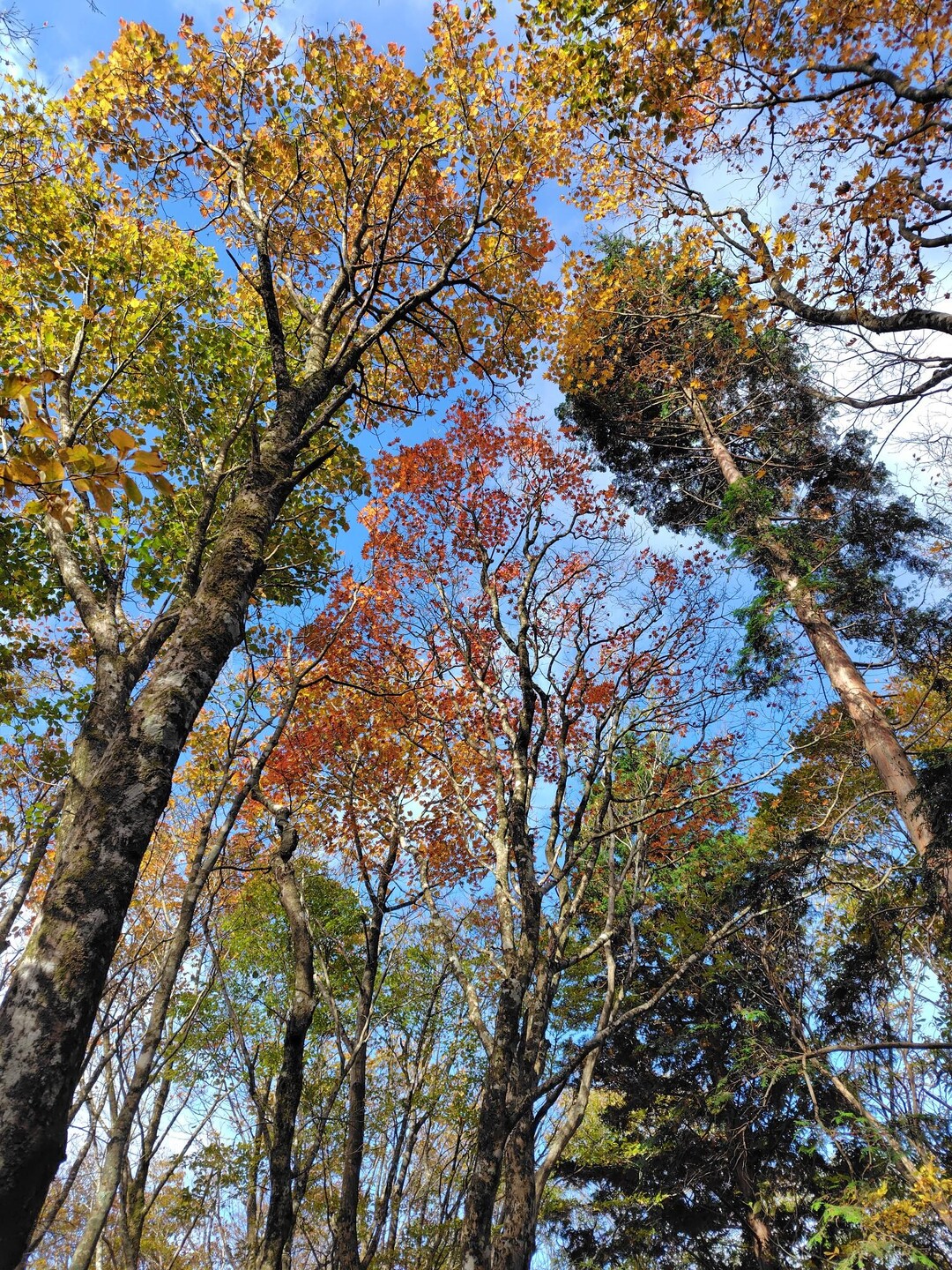 白岩山・大滝山・奥の山・トクマ山・カヤノ山・天狗山 / maruさんの三峰山・学能堂山・栗ノ木岳の活動データ | YAMAP / ヤマップ