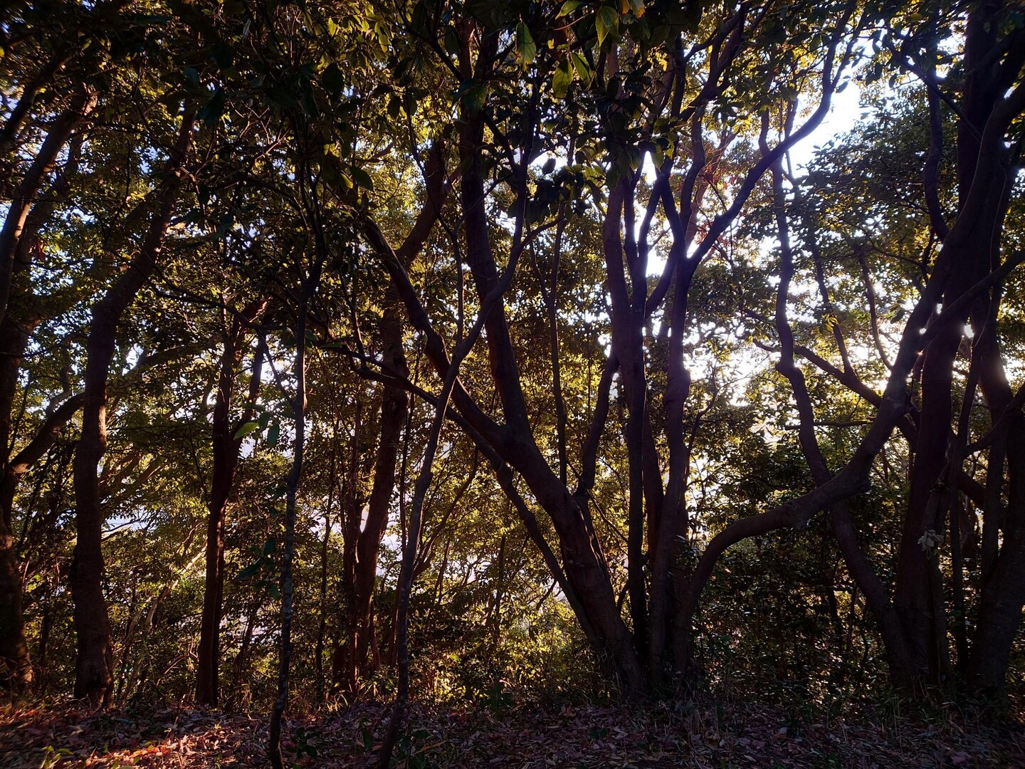 サイバースペースからの逃避 第158回 / Akira Okawaさんのウォーキングの活動データ | YAMAP / ヤマップ