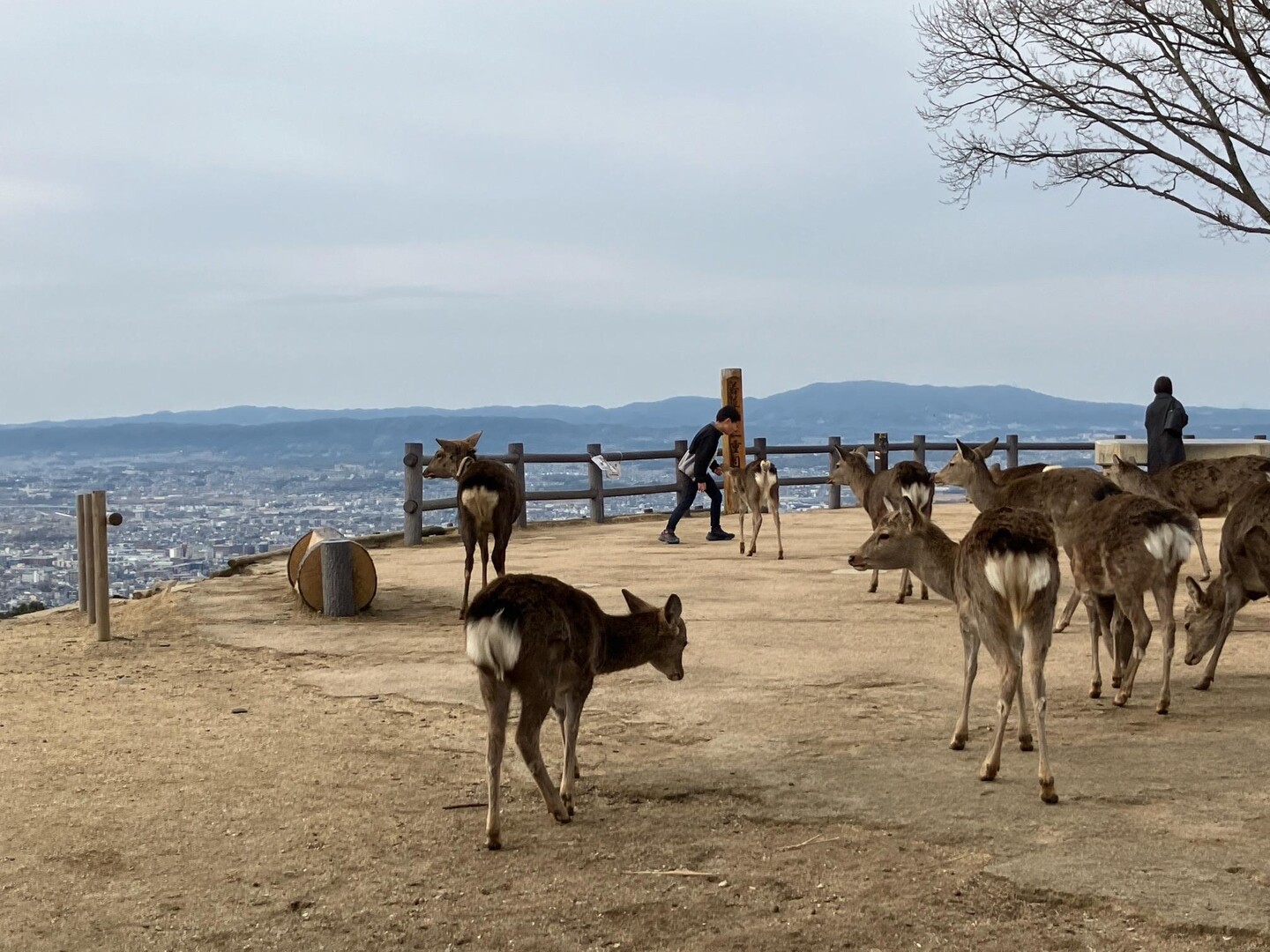 初登り 若草山-2024-01-03 / shoさんのウォーキングの活動データ | YAMAP / ヤマップ