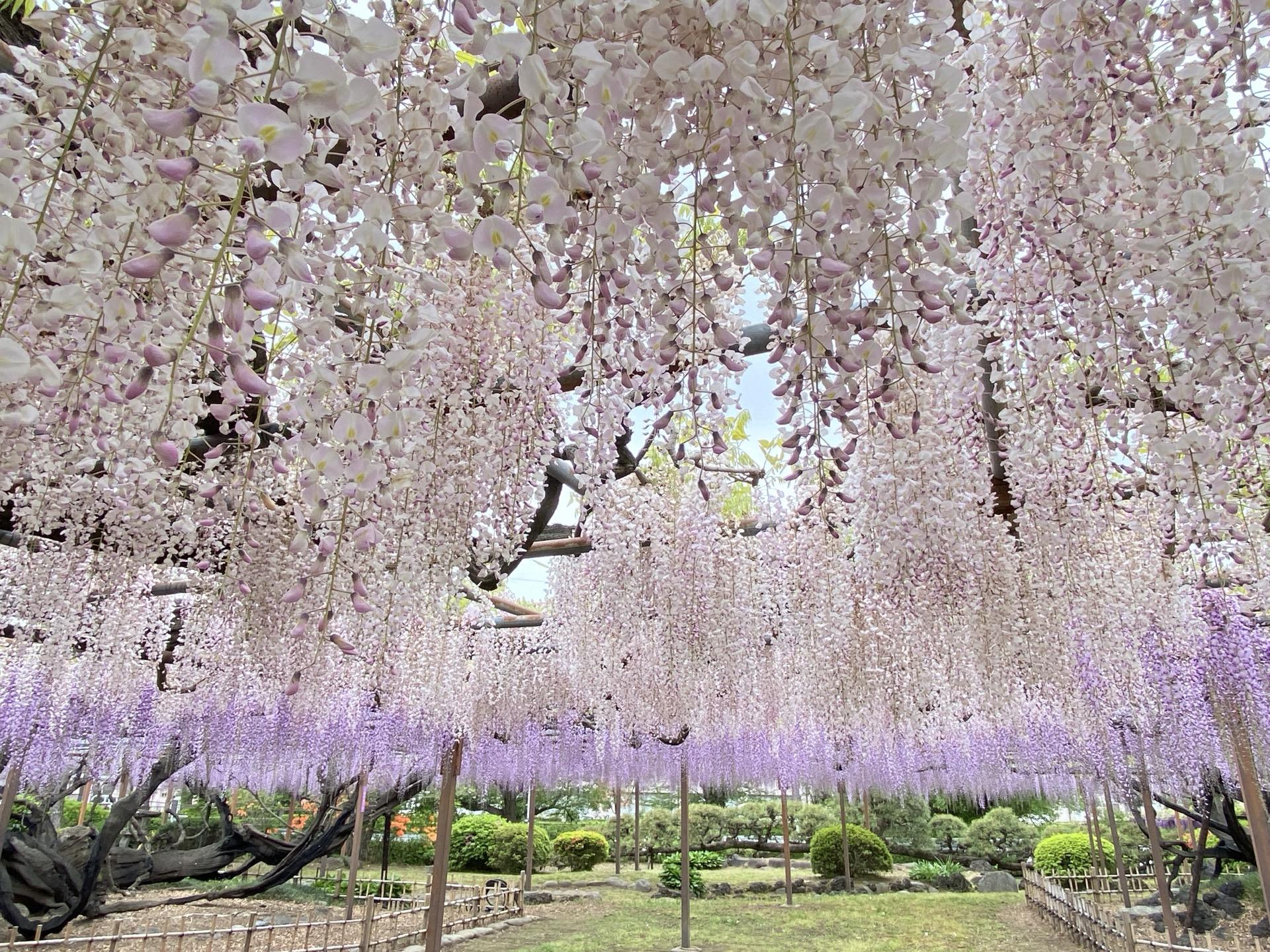 前橋市内須賀の園、藤が満開。 / yama walkerさんのモーメント | YAMAP / ヤマップ
