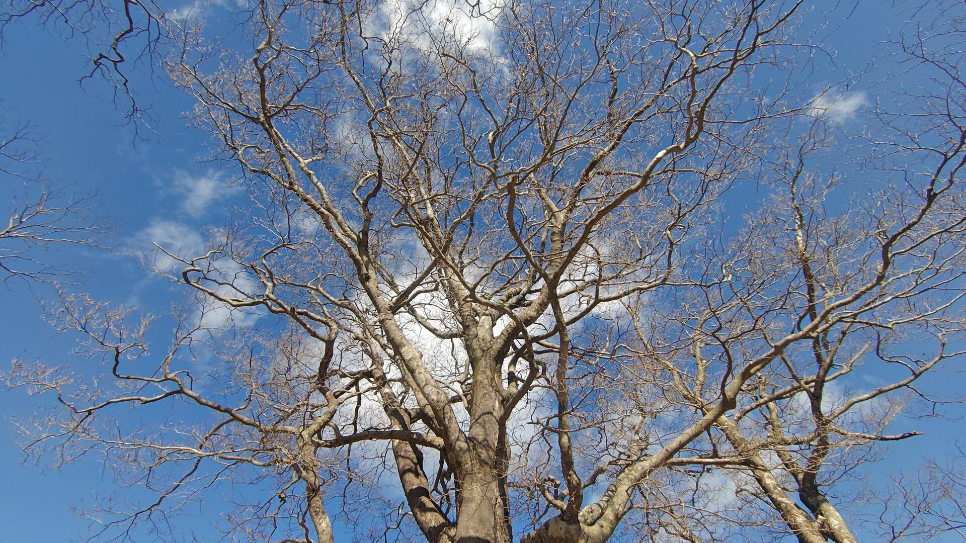 西丹沢周回 / zattonさんの大室山・畦ヶ丸山・菰釣山の活動データ | YAMAP / ヤマップ