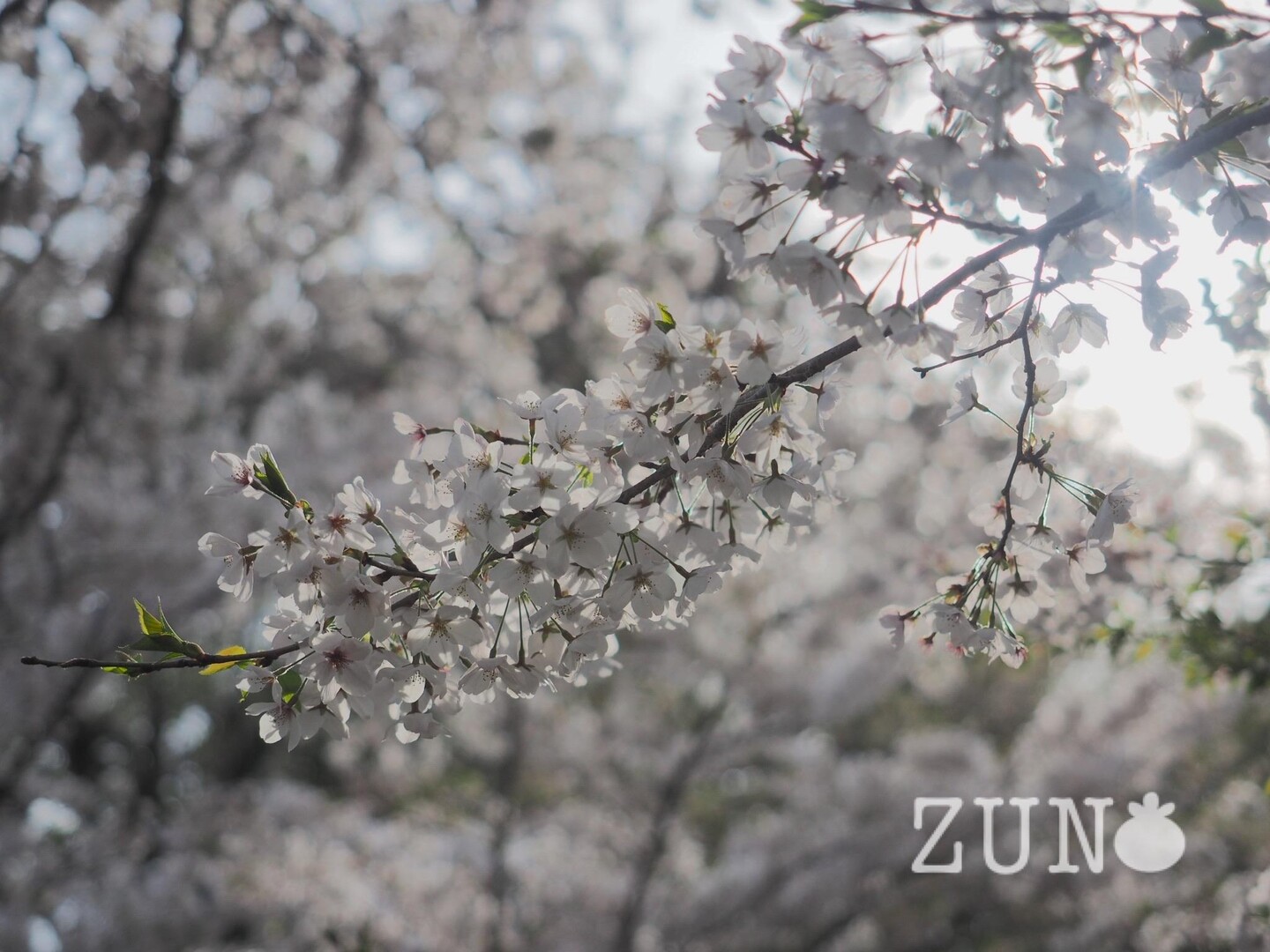 軽い気持ちで、ちょっと時間あるから近所の... / ZUNさんのモーメント | YAMAP / ヤマップ