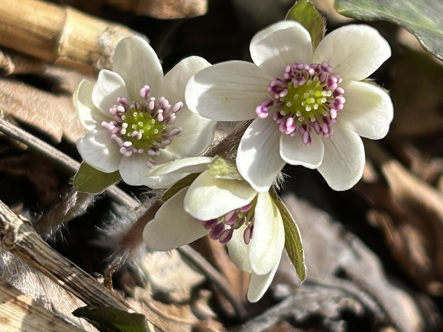 福井山（五箇峠から角海峠周辺） / kaizaさんの弥彦山・多宝山・雨乞山の活動データ | YAMAP / ヤマップ