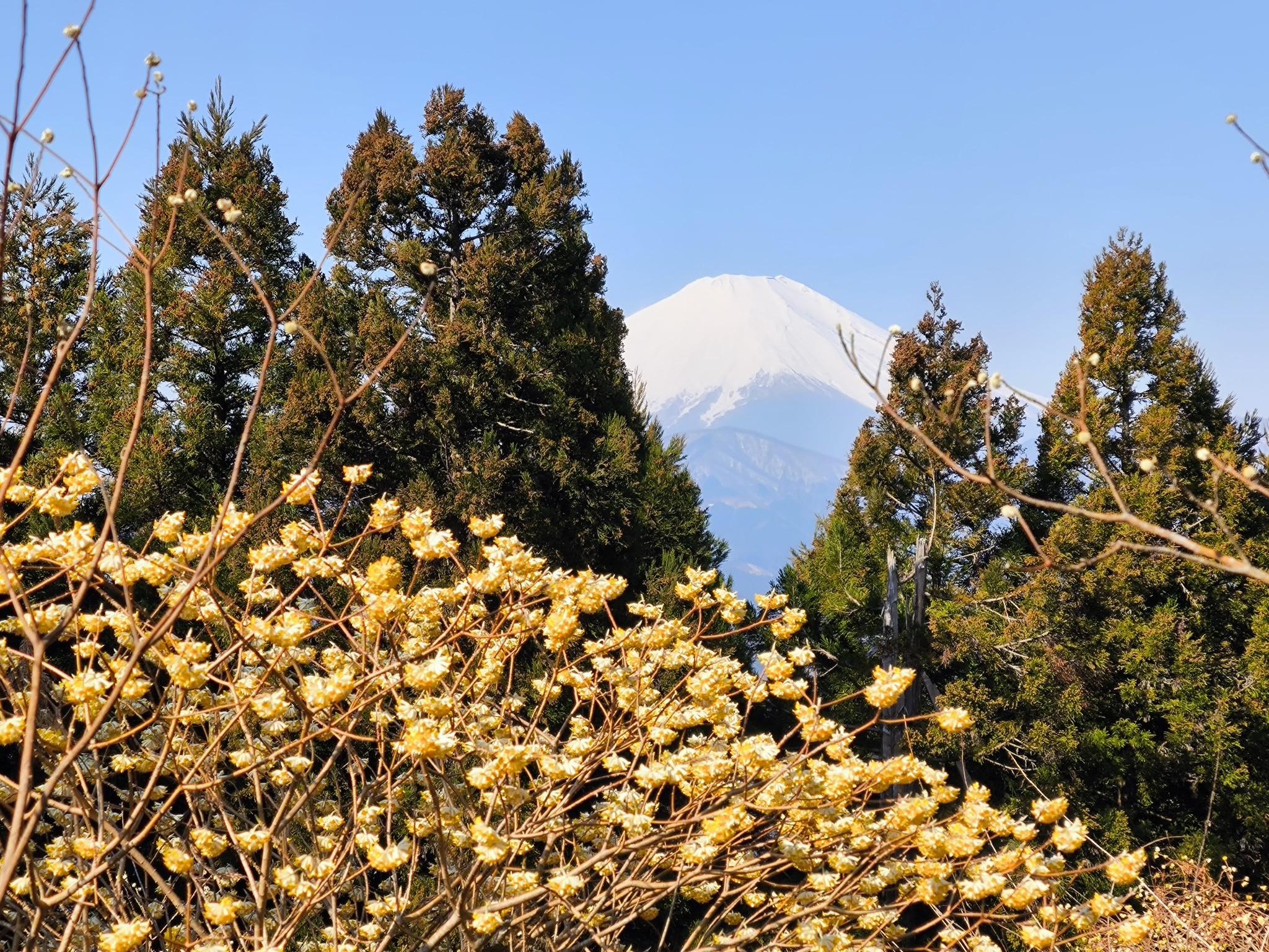 ミツバ岳 ミツマタとたまごサンド😋 / odanさんの大室山・畦ヶ丸山・菰釣山の活動データ | YAMAP / ヤマップ