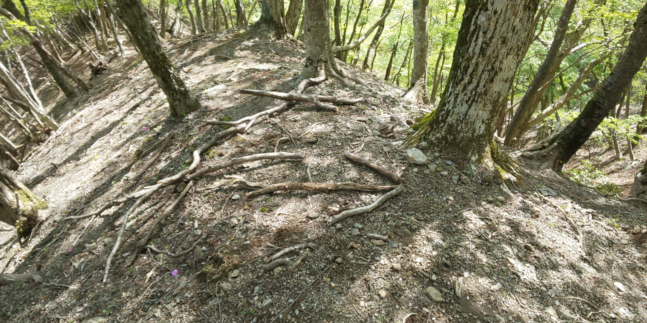 satohさんの投稿したフィールドメモ | YAMAP / ヤマップ