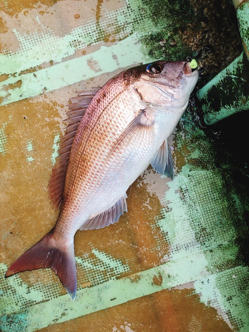 陸奥湾 2021.10.16 この時... / しのぷぅ♪さんのモーメント | YAMAP / ヤマップ