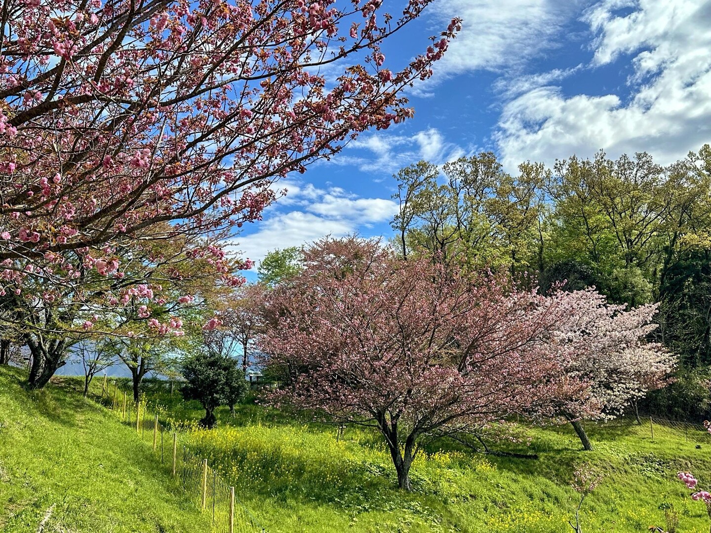 頭高山〜八重桜の名所です🌸🌸 / cha_chan109さんの八国見山・頭高山の活動データ | YAMAP / ヤマップ