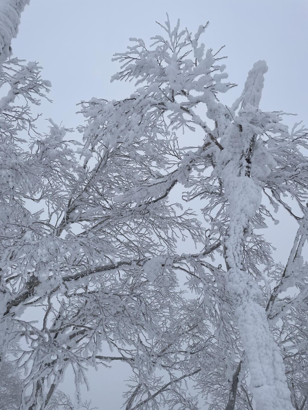 尻別岳へ😊 / mikoさんの尻別岳の活動データ | YAMAP / ヤマップ