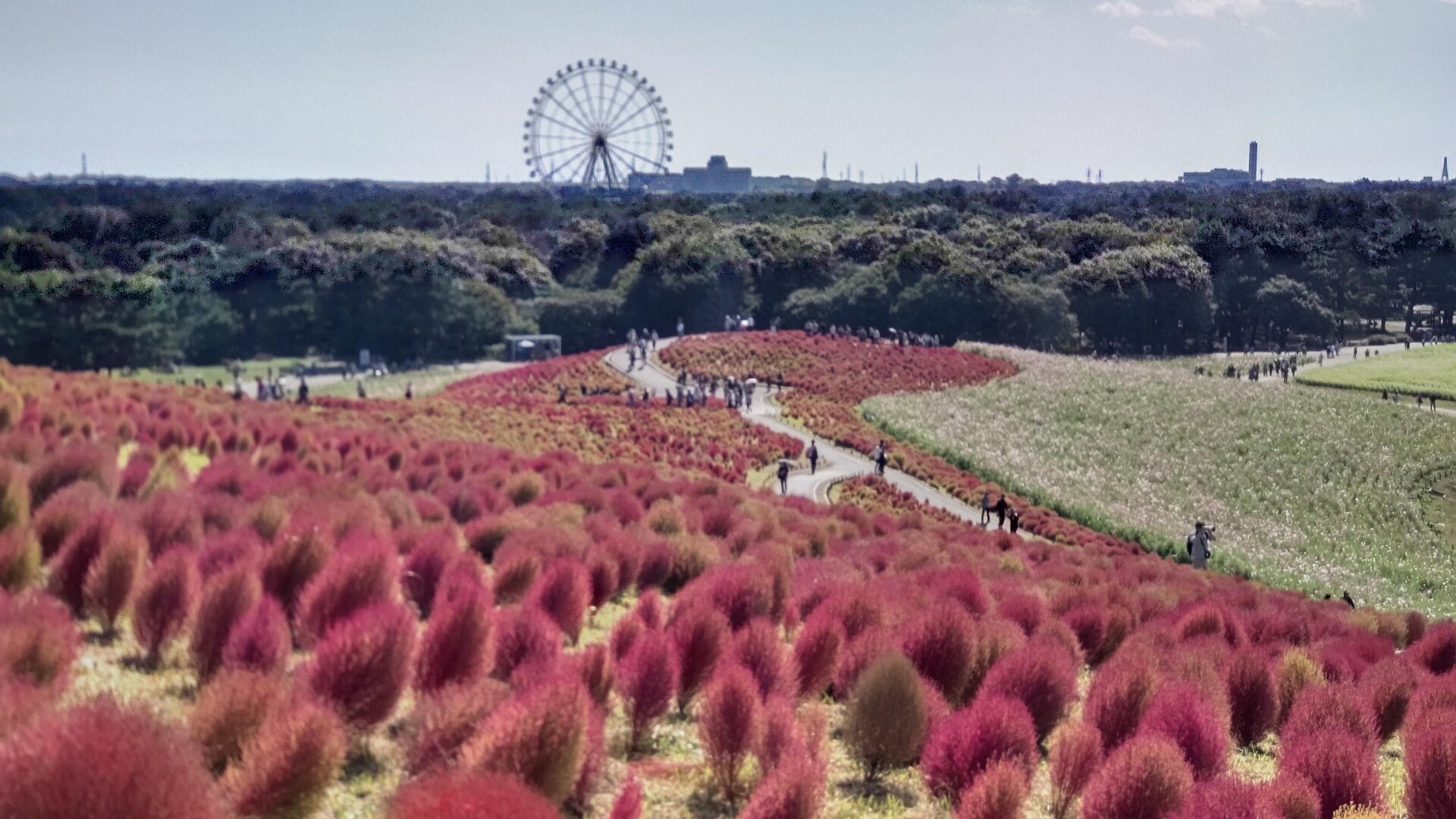 10/17 ひたち海浜公園(おまけ) / toshiさんのひたちなか市の活動データ | YAMAP / ヤマップ