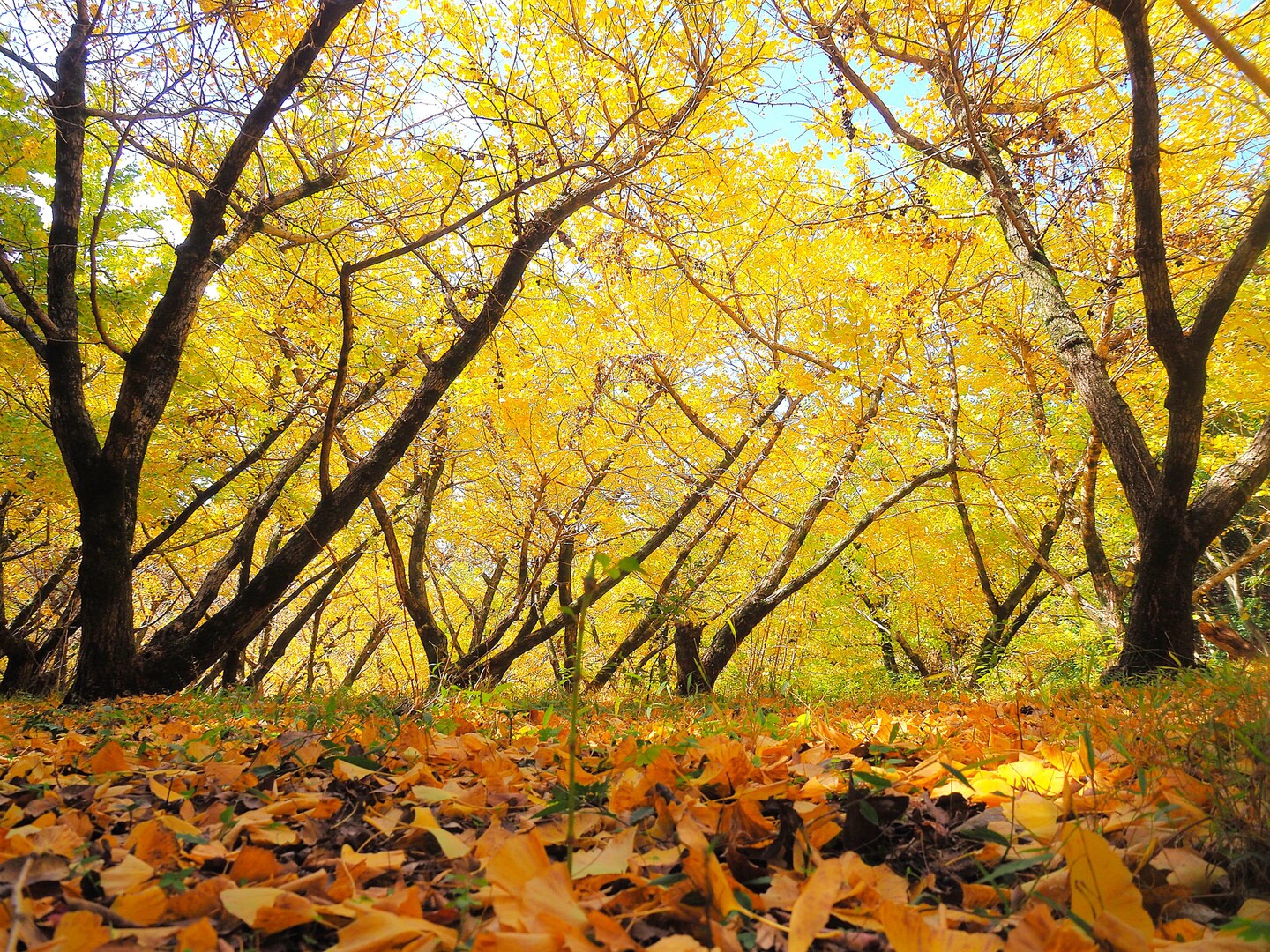 明星山（金色の世界を求めて R6） / ヒロシさんの明星山・白金山の活動データ | YAMAP / ヤマップ