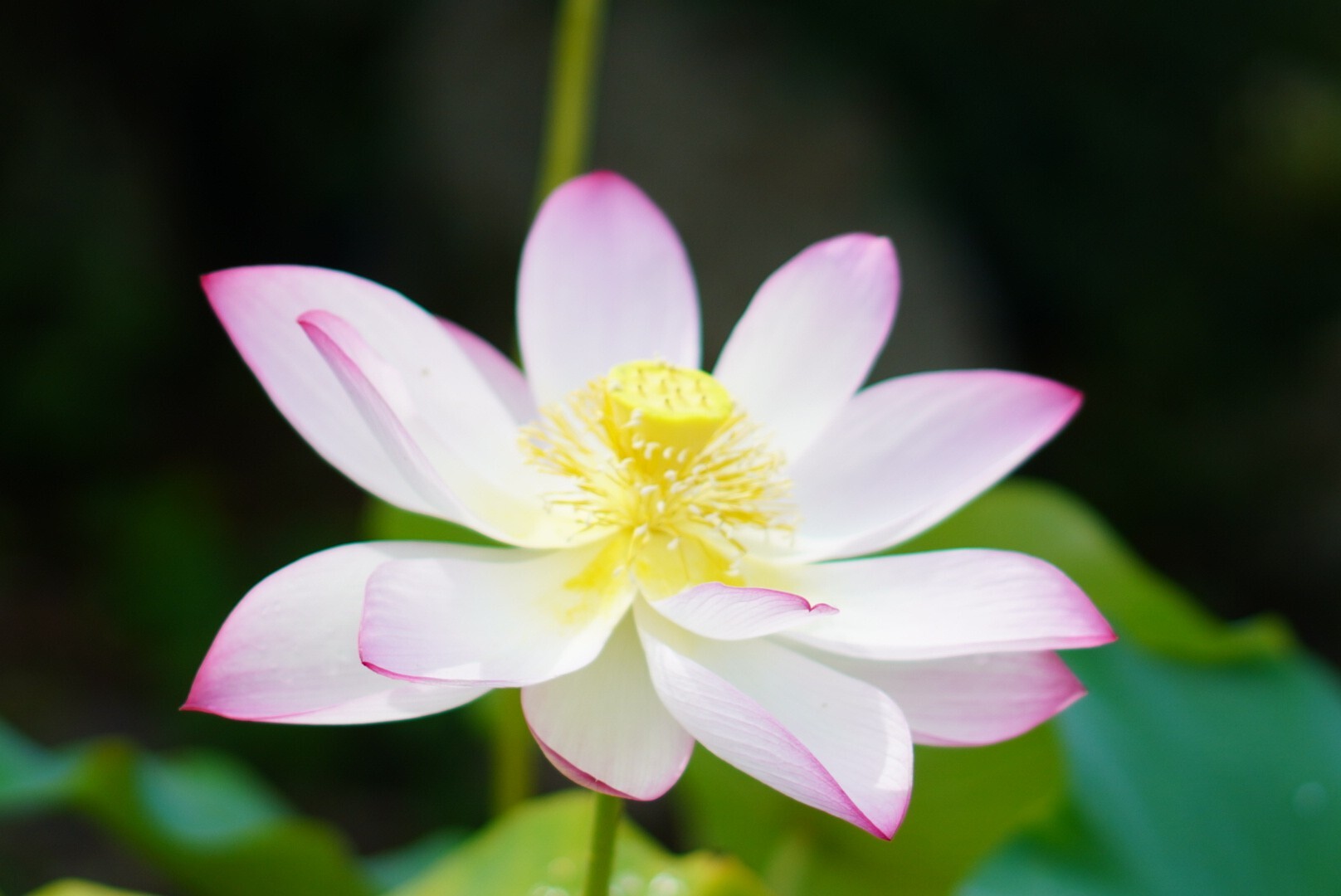 臼杵の石仏公園の蓮のお花綺麗に咲いてまし... / natyuさんのモーメント | YAMAP / ヤマップ