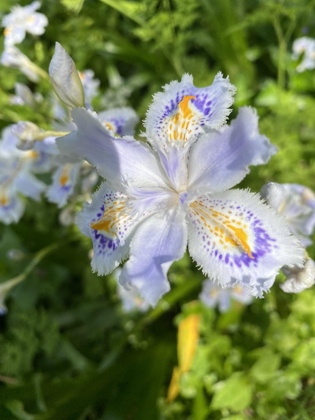 尖山 / Shigexさんの尖山の活動データ | YAMAP / ヤマップ