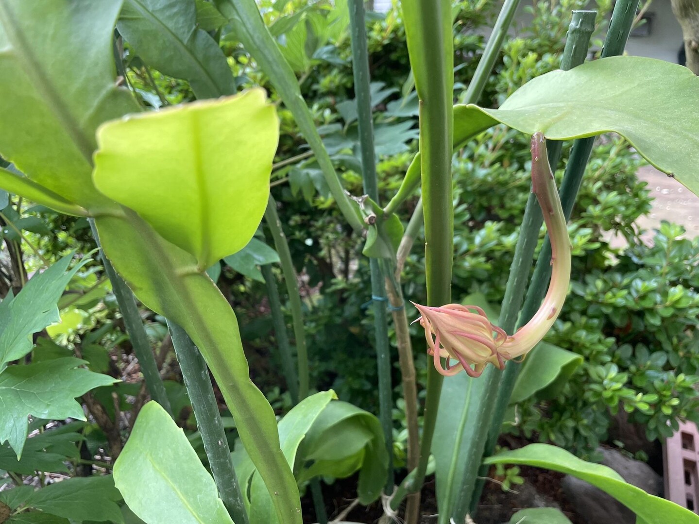 2023 7月15日 月下美人 6月... / インコさんのモーメント | YAMAP / ヤマップ