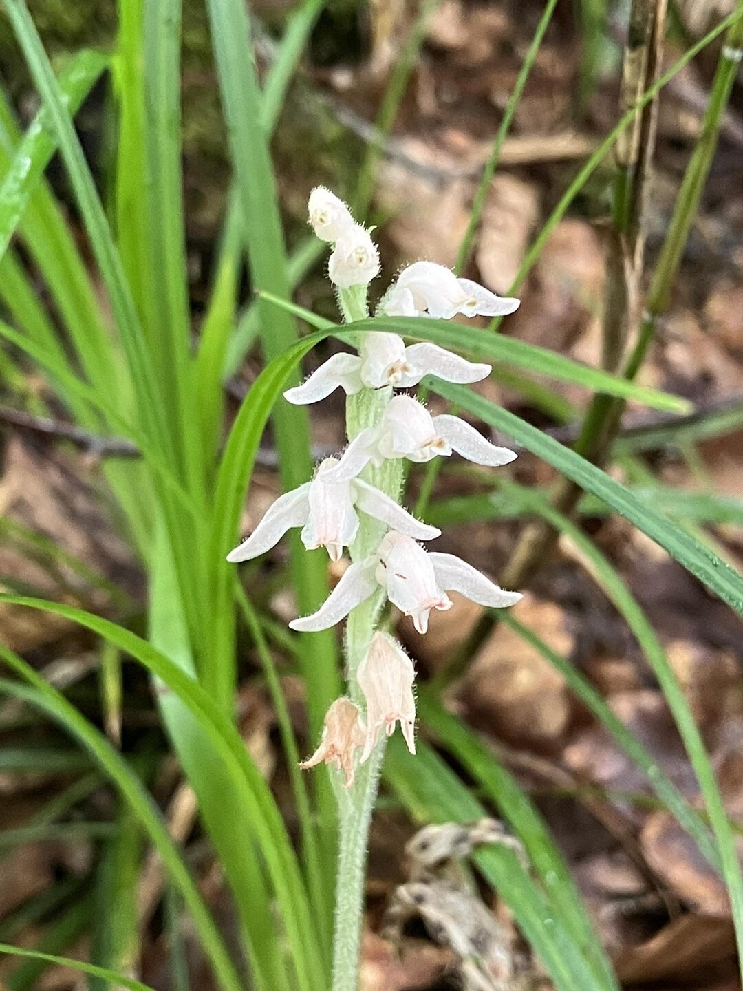 赤林山 / Haruさんの南昌山・東根山・箱ヶ森の活動日記 | YAMAP / ヤマップ
