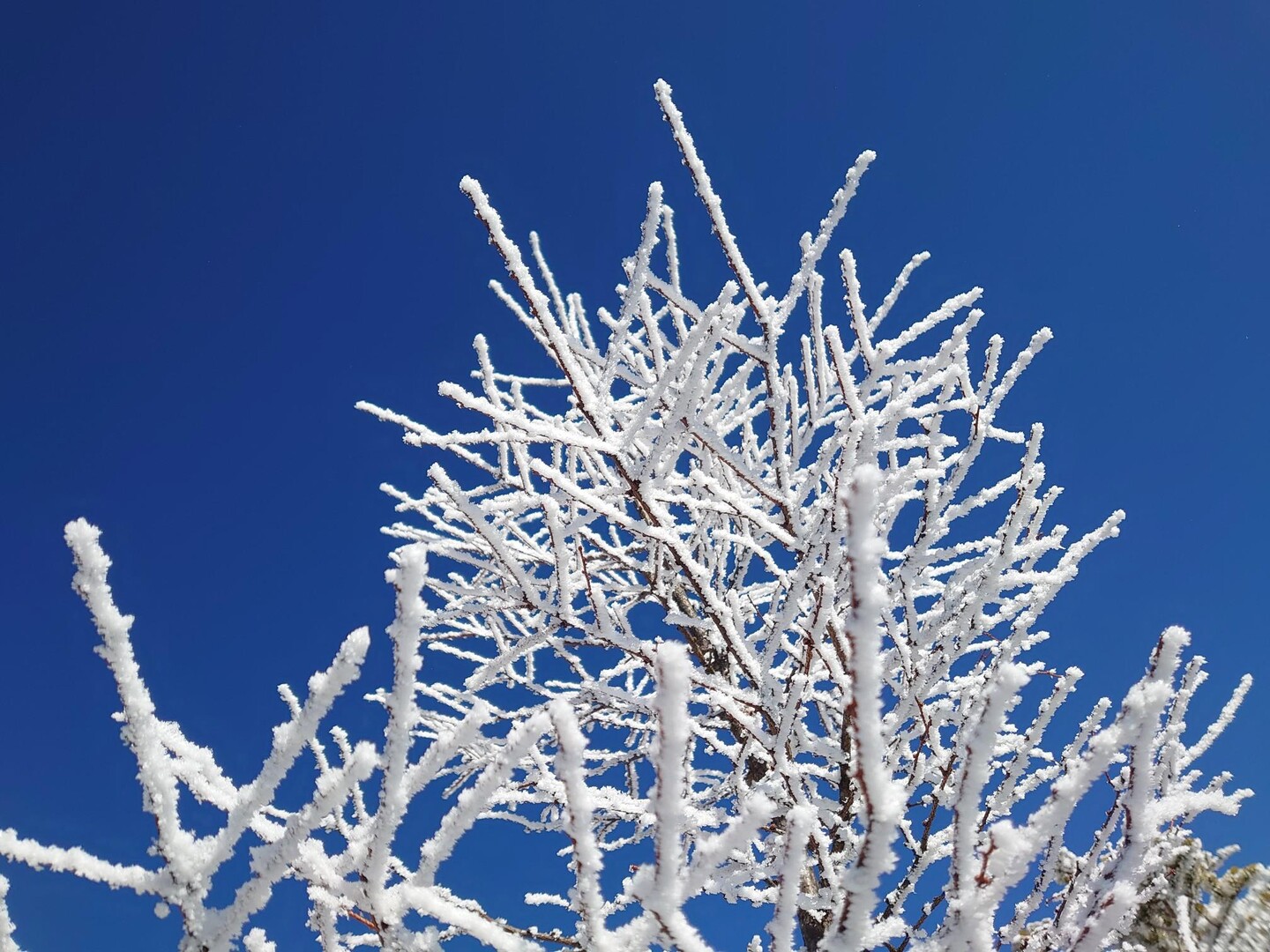 木無山・三ッ峠山（開運山） / kontomoさんの三ッ峠山・本社ヶ丸・鶴ヶ鳥屋山の活動データ | YAMAP / ヤマップ