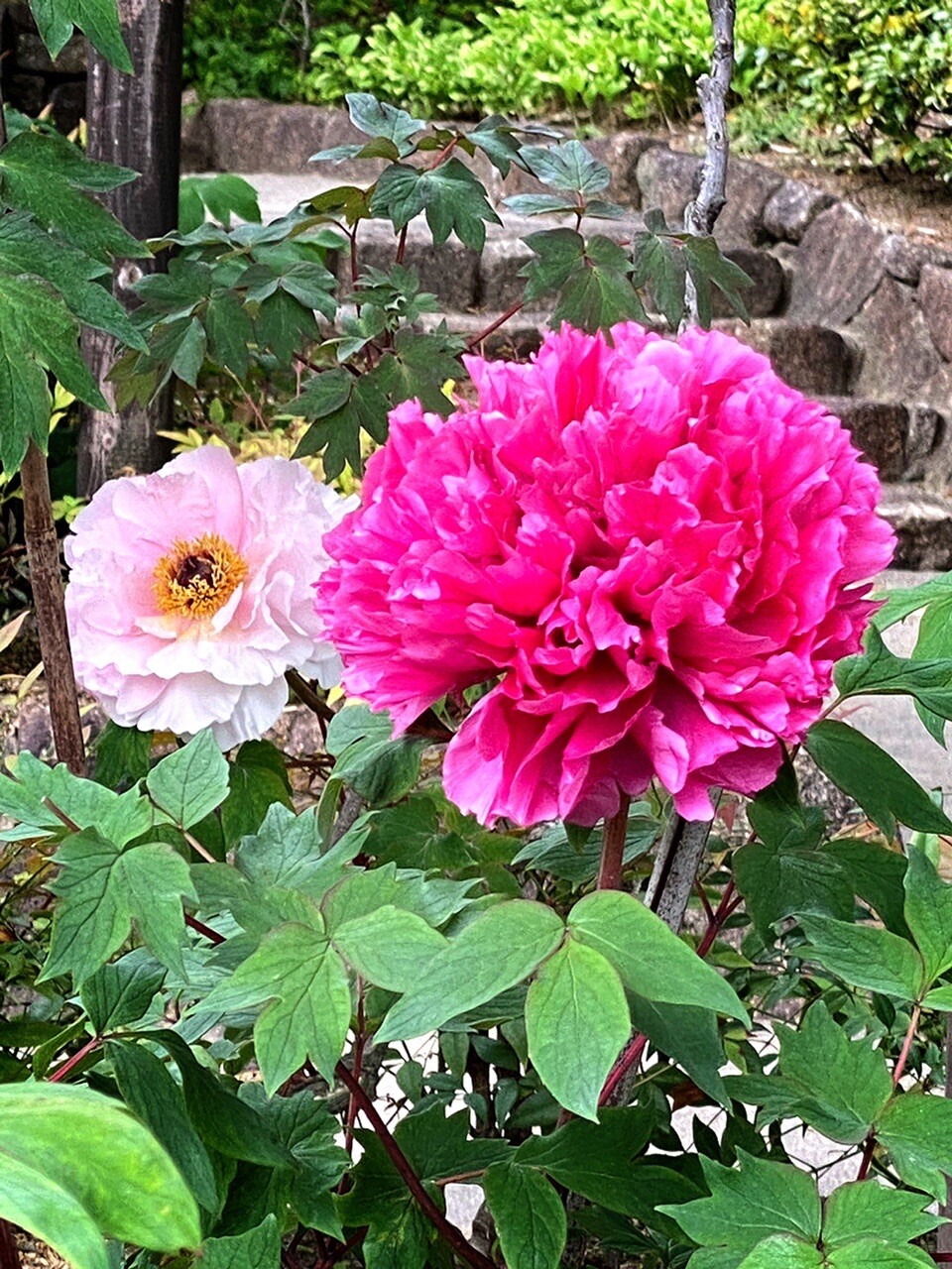 今日は名古屋市長選挙の投票日、河村現市長... / dante99さんのモーメント | YAMAP / ヤマップ