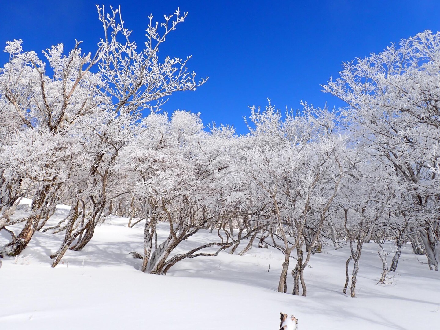 藤原岳 / Hiro_10さんの藤原岳・御池岳の活動日記 | YAMAP / ヤマップ