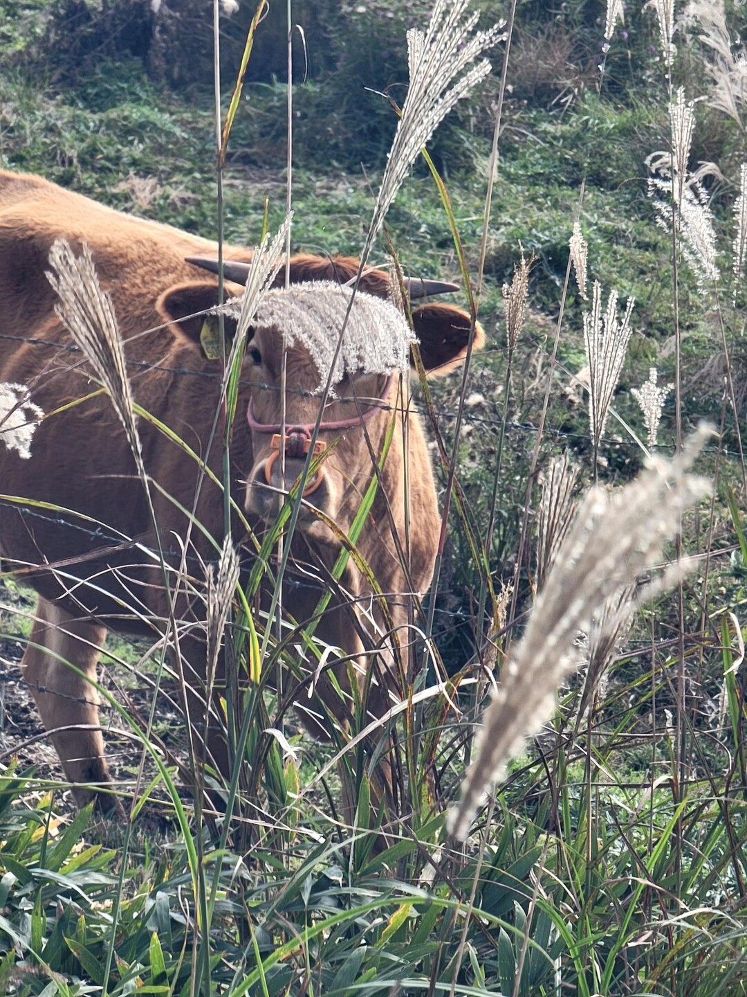 清栄山・宮地嶽 / PIPINさんの俵山・冠ヶ岳・清栄山の活動データ | YAMAP / ヤマップ