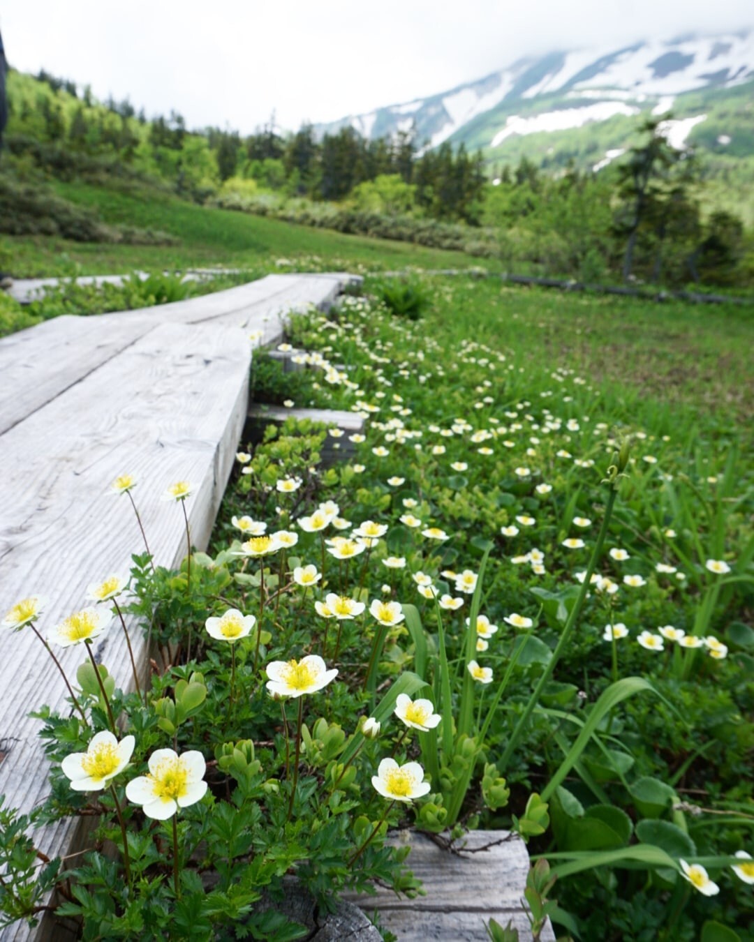 栂池自然園-2022-07-02 / fuu-rinさんの雪倉岳・朝日岳・風吹岳の活動データ | YAMAP / ヤマップ