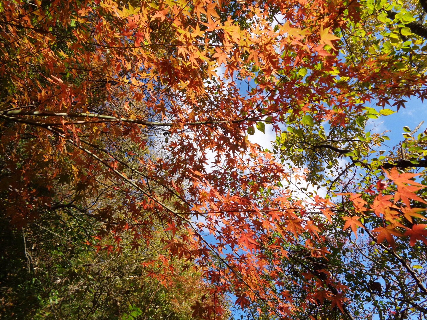 予想より色づいてた高崎山 / al (アル)さんの高崎山の活動データ | YAMAP / ヤマップ