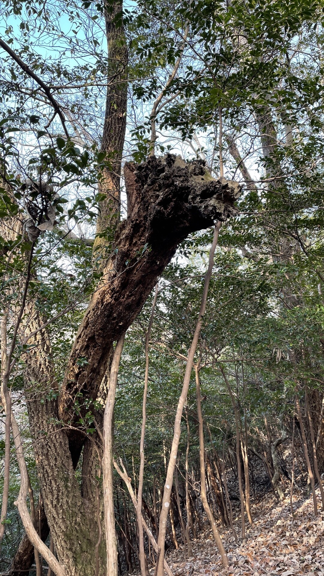 2022/2/11 大文字山 キリンの木... / One Hopeさんのモーメント | YAMAP / ヤマップ