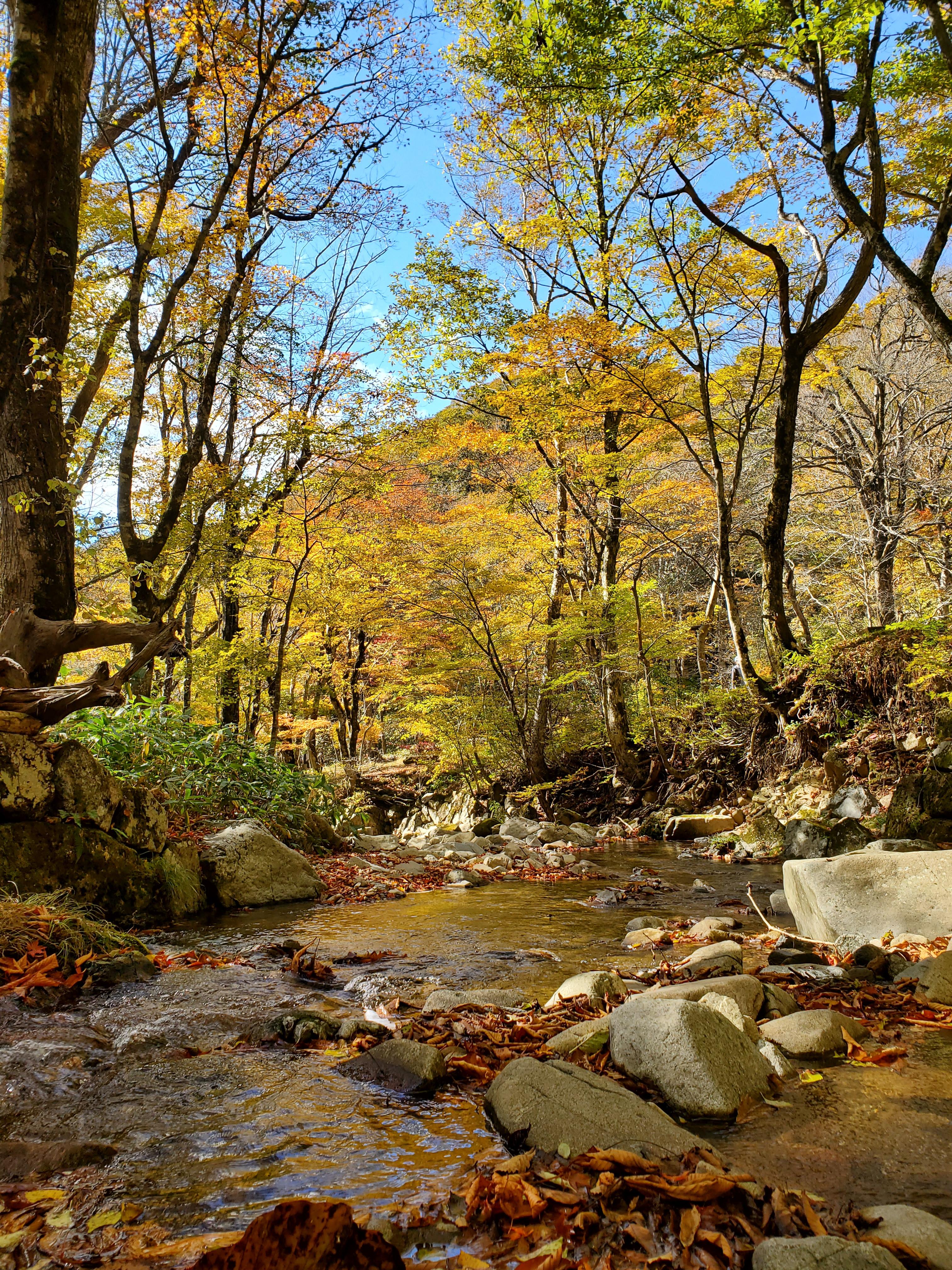 飛騨/高山⇒美濃/郡上八幡 せせらぎ街道紅葉狩りツーリング / airiskochanさんのサイクリングの活動日記 | YAMAP / ヤマップ
