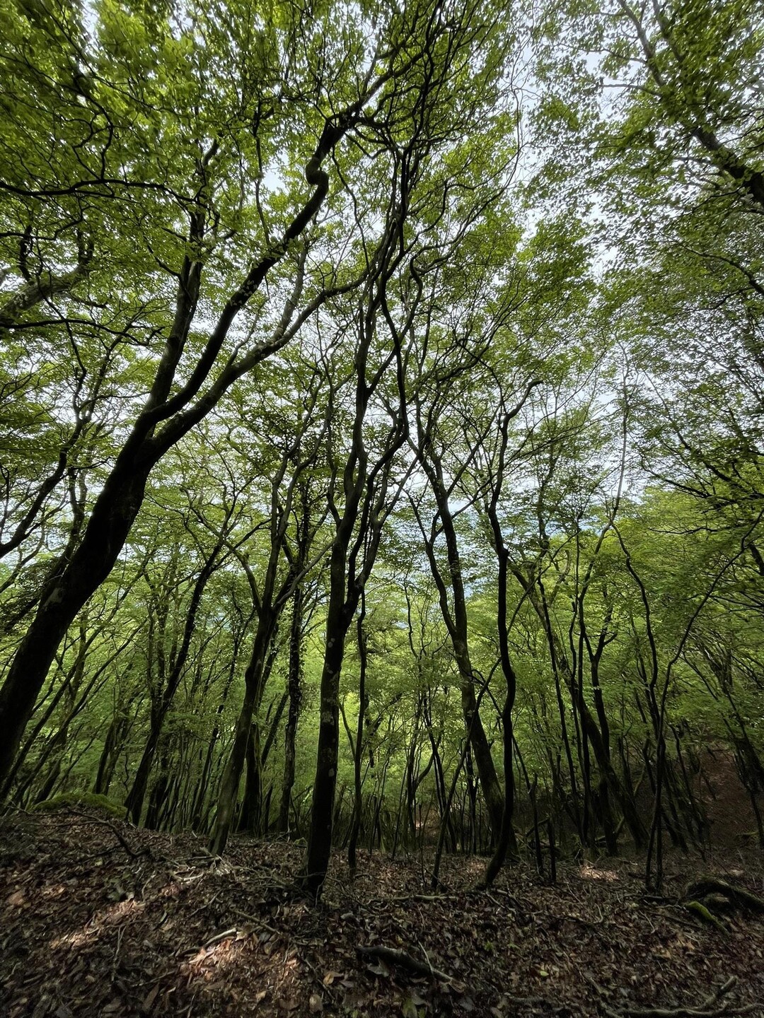 古処山・屏山 / kmgeさんの古処山・屏山・馬見山・江川岳の活動データ | YAMAP / ヤマップ