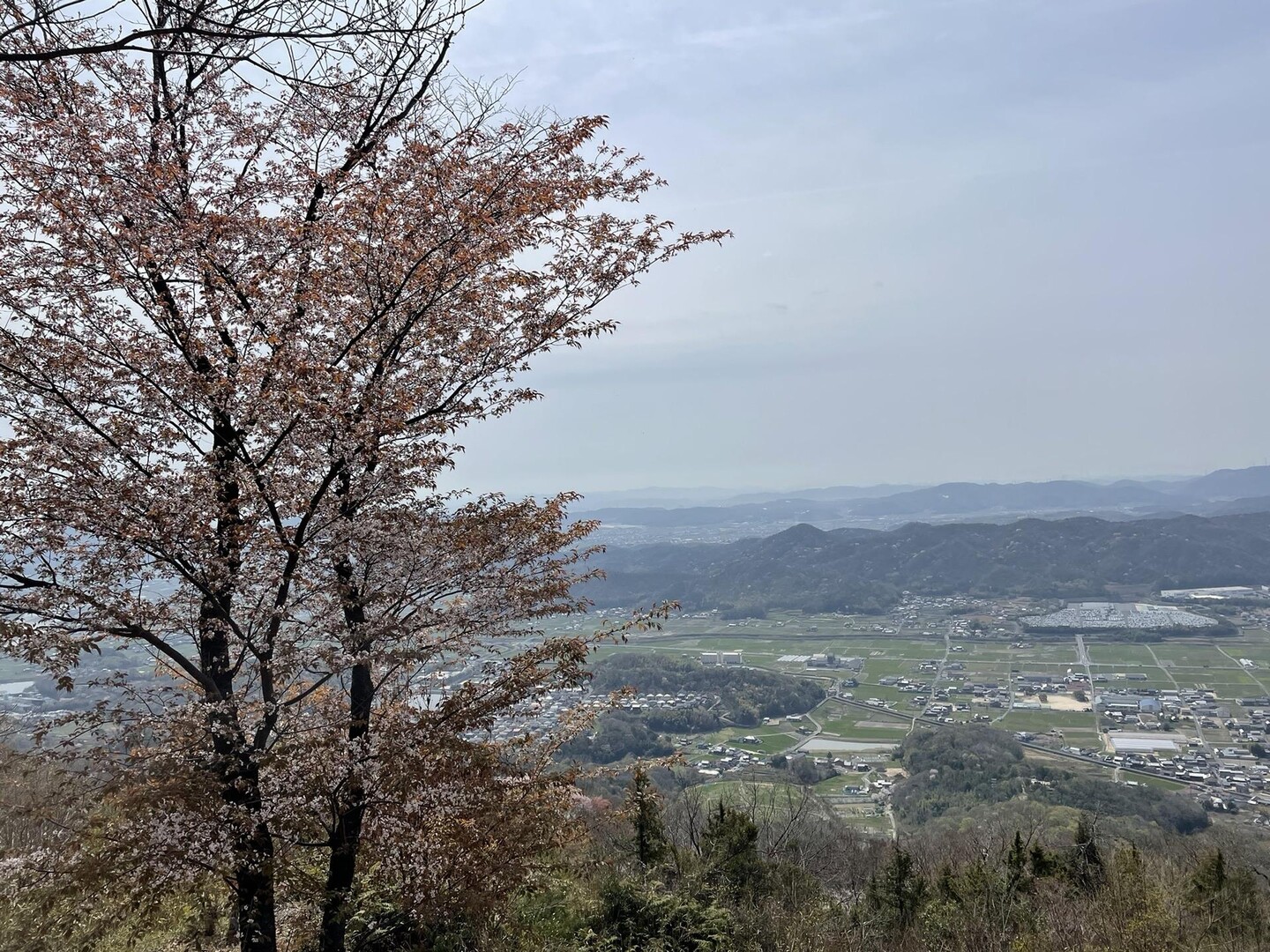 正木山のサクラが素晴らし過ぎた‼︎🌸 🤣 / masaさんの高滝山・正木山の活動データ | YAMAP / ヤマップ