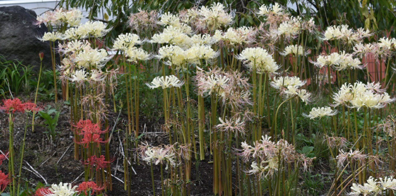 今日もありがとう🌈🌈 / rinさんのモーメント | YAMAP / ヤマップ