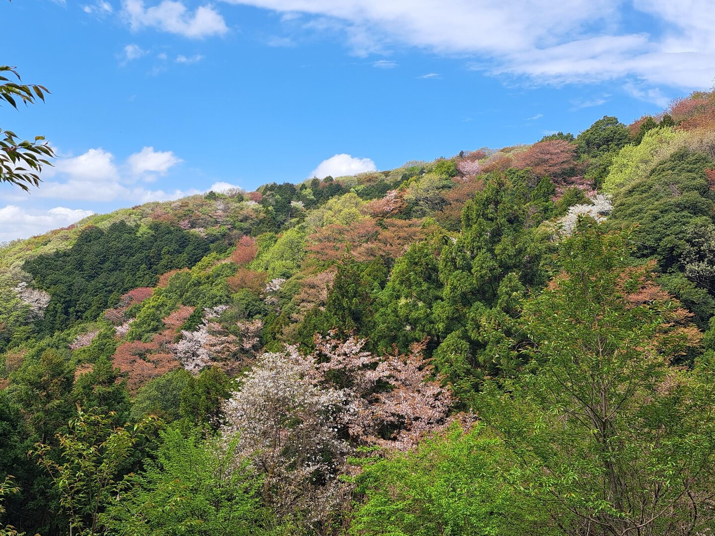 桜川の桜祭り＋日本最大の採石場の石切山脈 (高峯・雨巻山) / shuさんの高峯・仏頂山の活動データ | YAMAP / ヤマップ