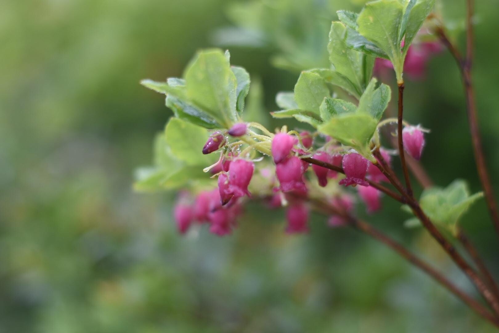 【秋田・森吉山】7/6高山植物観察日記 / yanagi_outdoorさんの森吉山の活動データ | YAMAP / ヤマップ