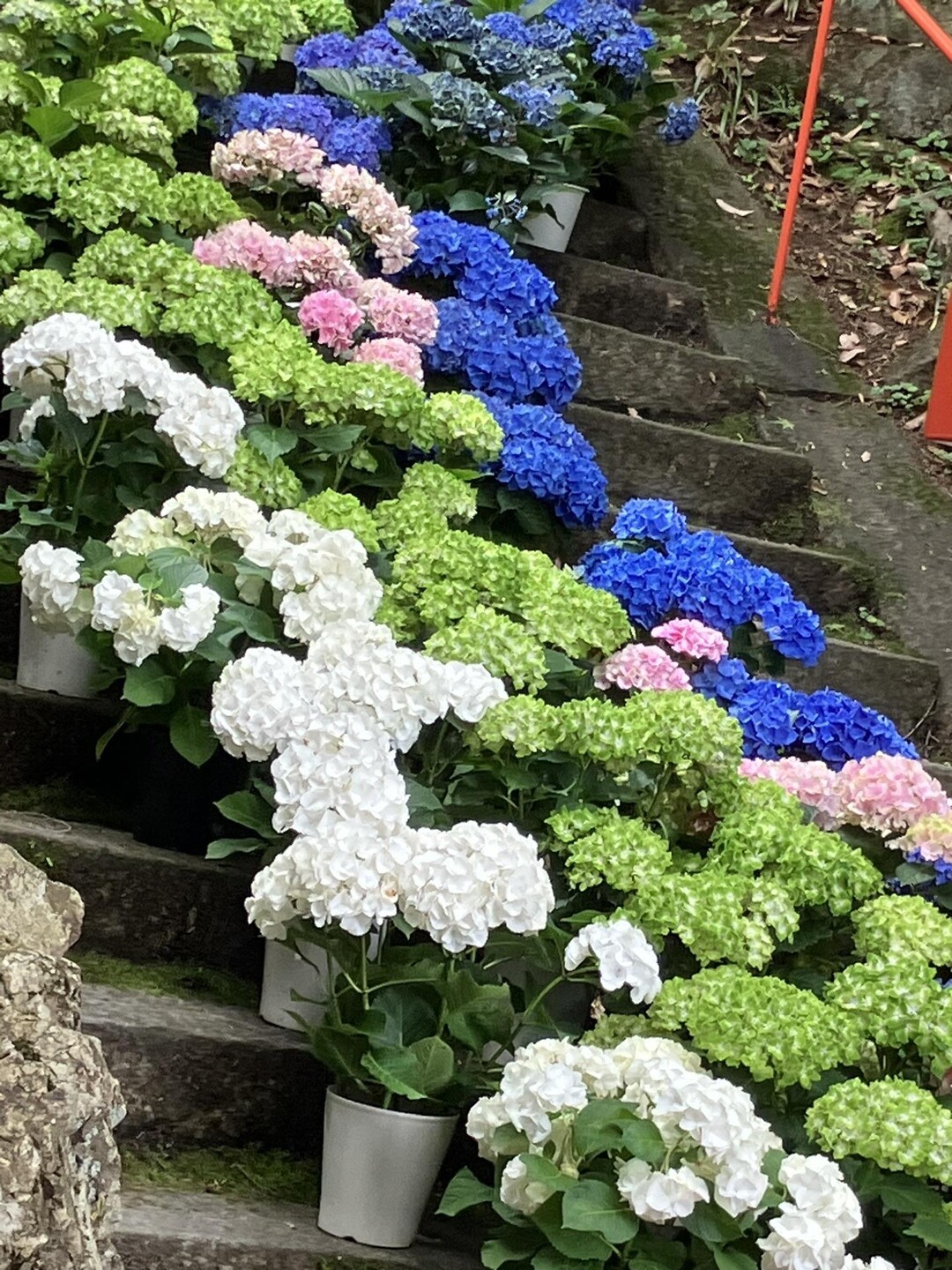 柳谷観音から長岡天満宮 ウォーキング-2024-06-15 / Micさんのウォーキングの活動データ | YAMAP / ヤマップ