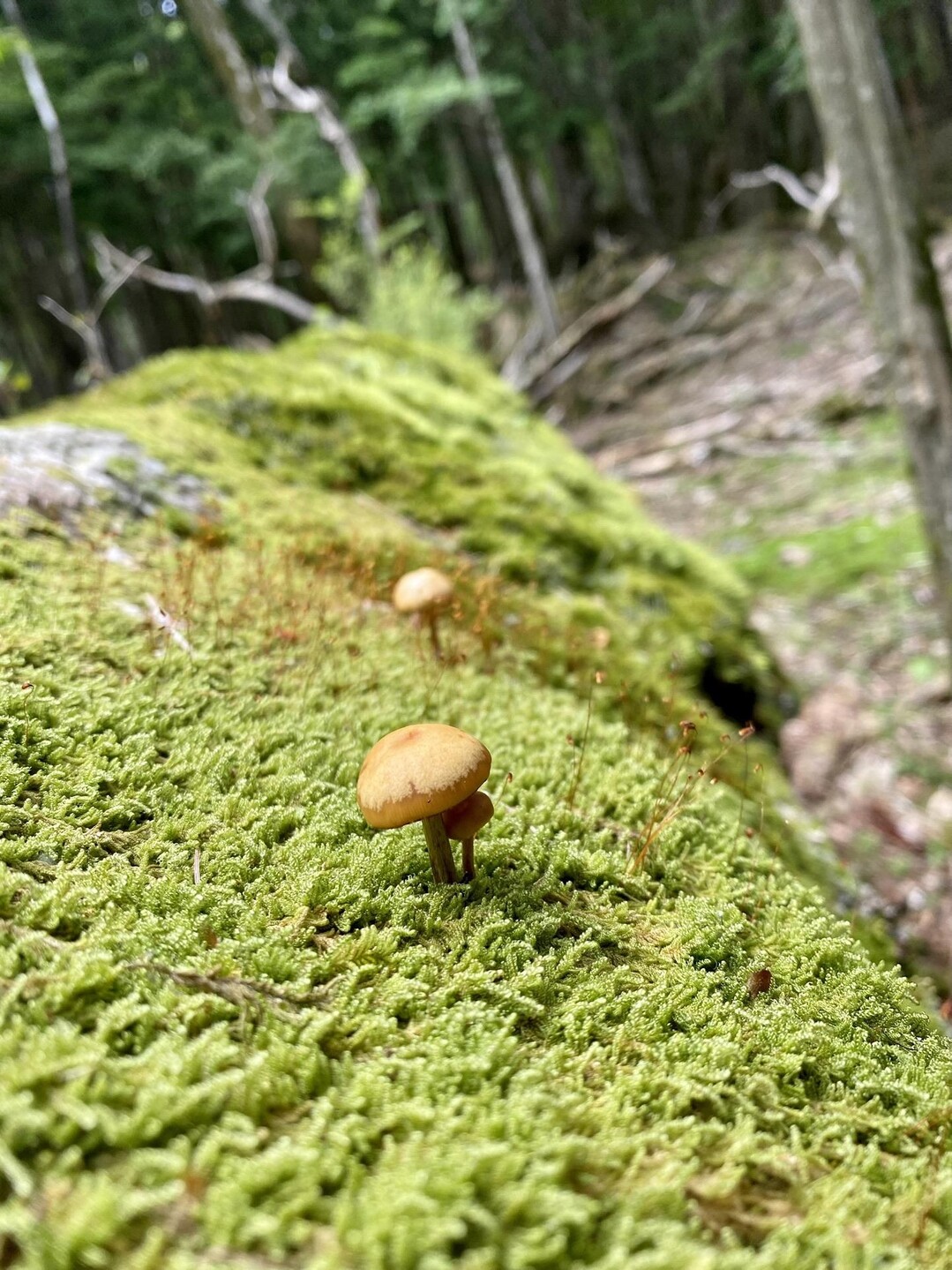 富士山-2023-06-18 / まーBo🗻さんの富士山の活動データ | YAMAP / ヤマップ
