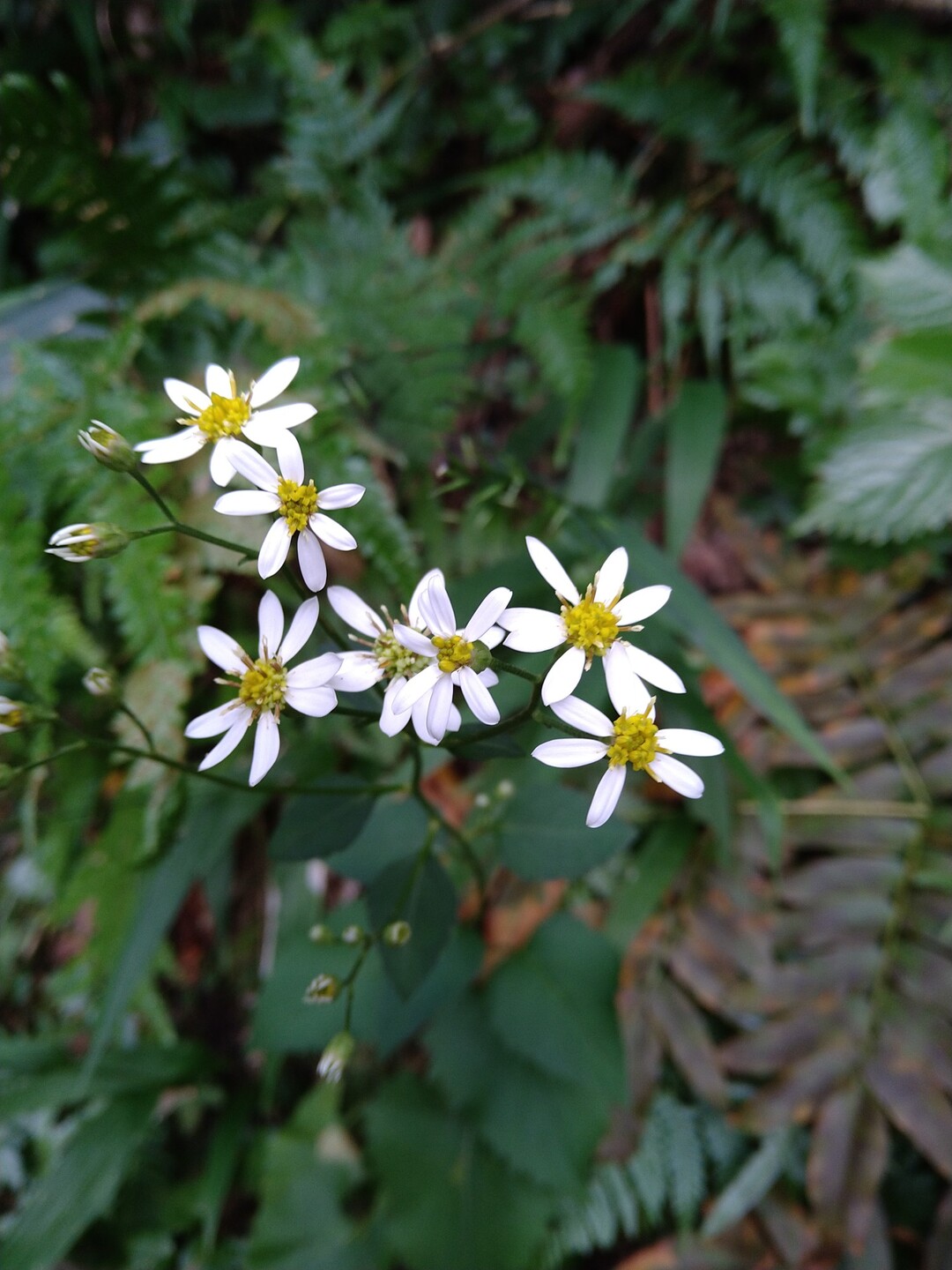 鞍掛山山歩 21ー020 wt.0kg / toshiさんの登山の活動データ | YAMAP / ヤマップ