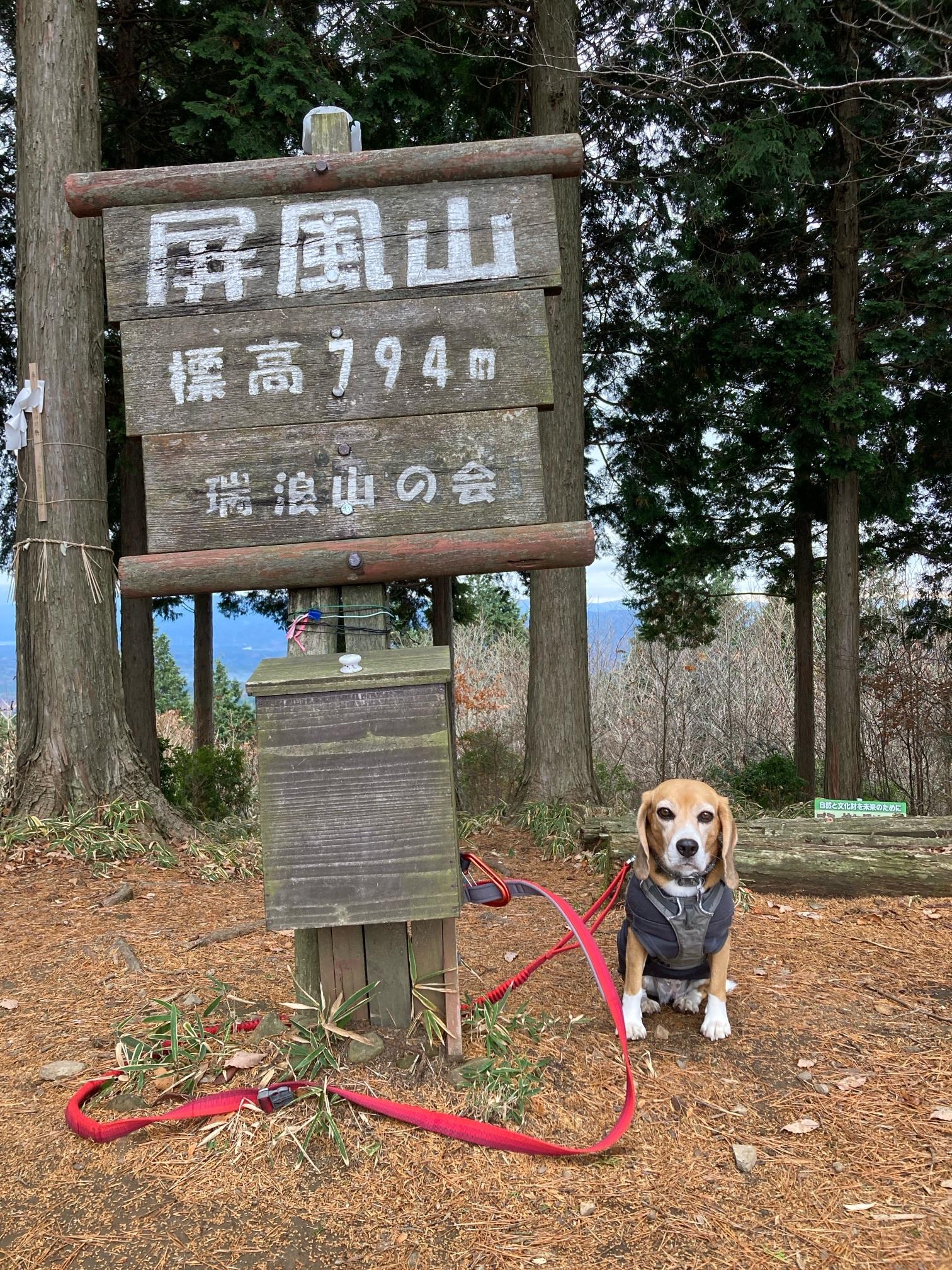 八百山・屏風山・北屏風山・馬の背山 / 山旅犬🐶ロマチッチ lomachicciさんの屏風山の活動データ | YAMAP / ヤマップ