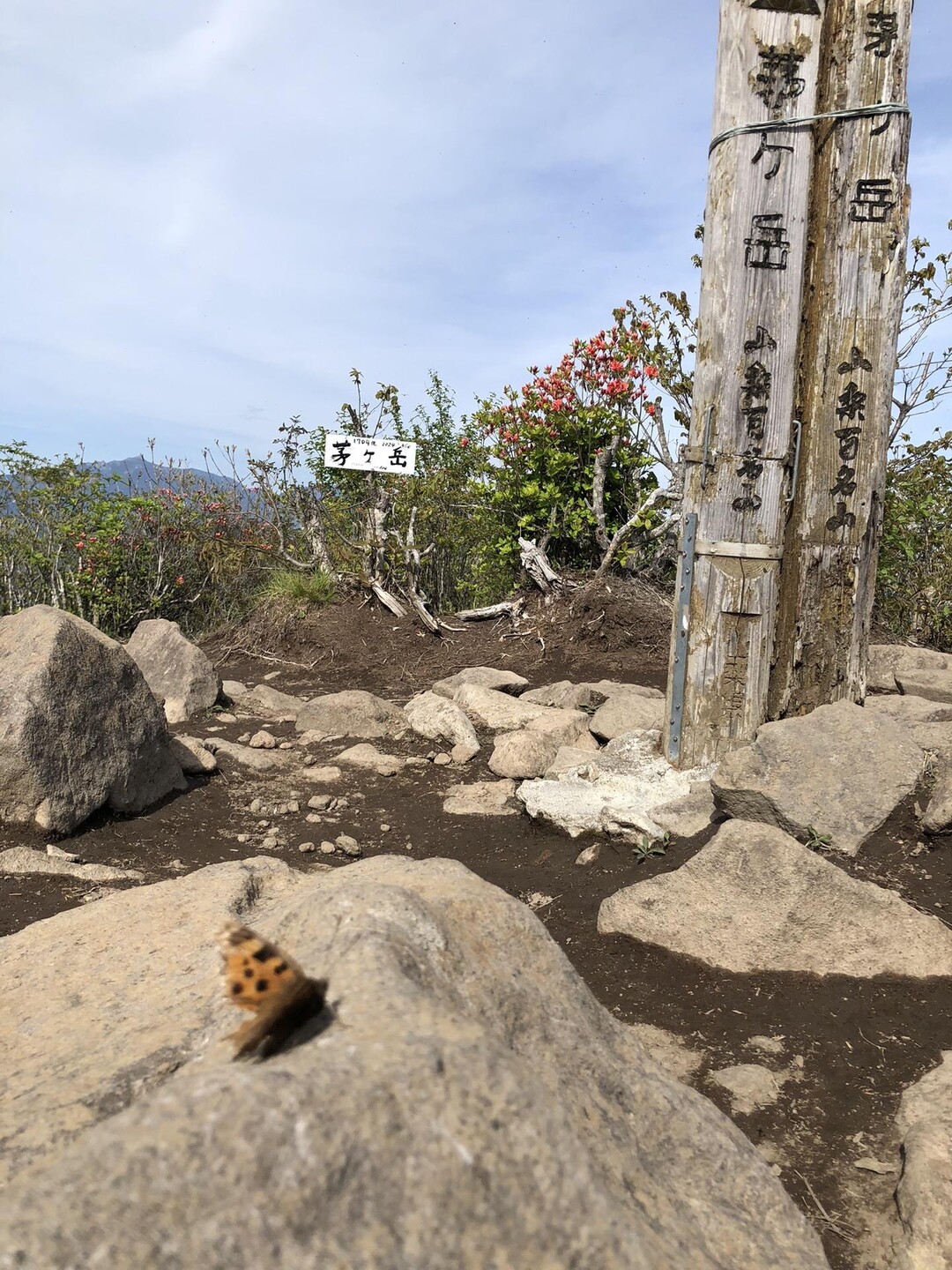 新緑映える:茅ヶ岳 / TMYさんの茅ヶ岳・金ヶ岳・太刀岡山の活動データ | YAMAP / ヤマップ