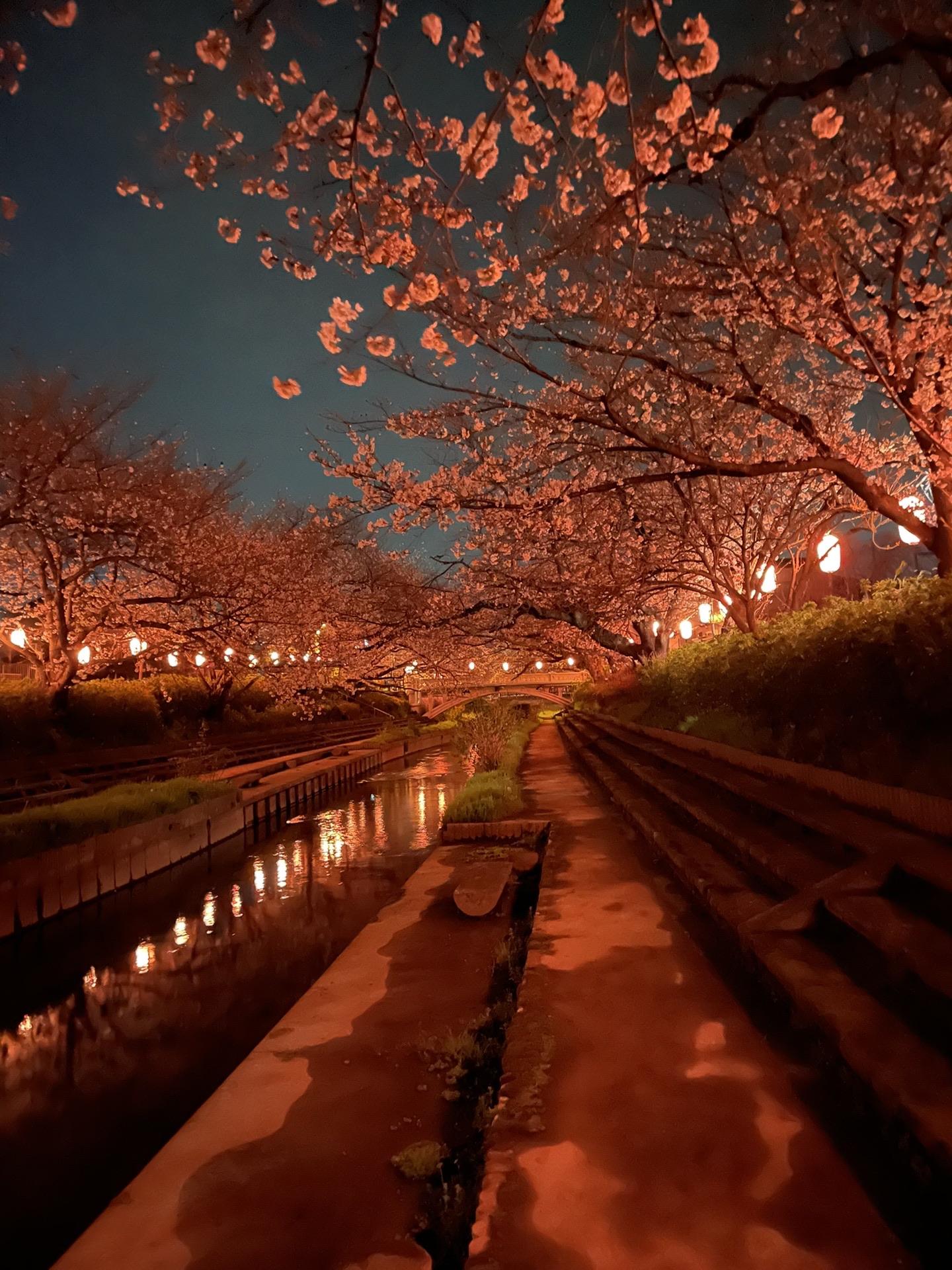夜桜RUN🏃🏻‍♂️ 今週末から来週... / ヒロ oさんのモーメント | YAMAP / ヤマップ