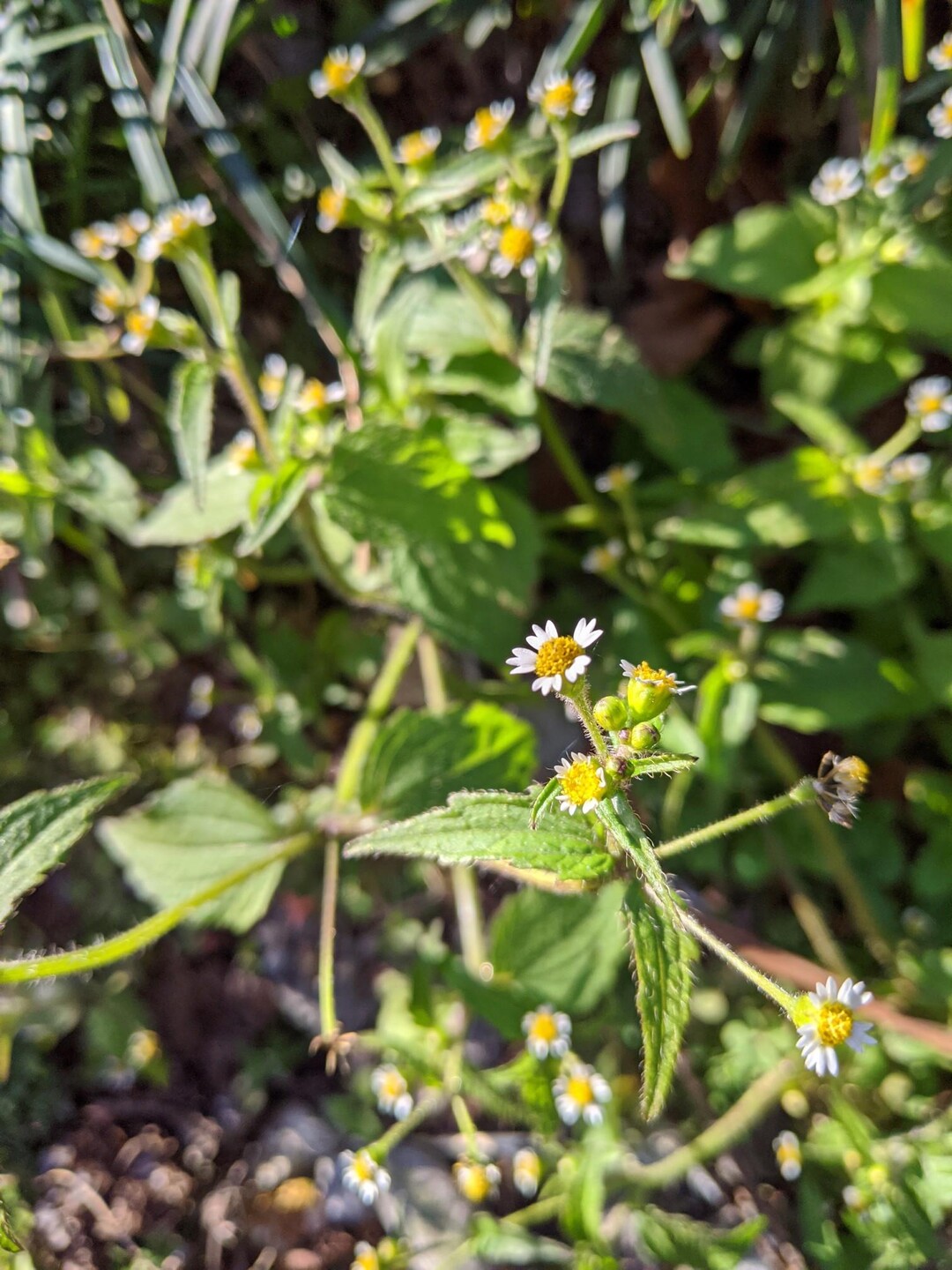 11月下旬 鶏岳 ハキダメギク ハキダ... / YOLOさんのモーメント | YAMAP / ヤマップ