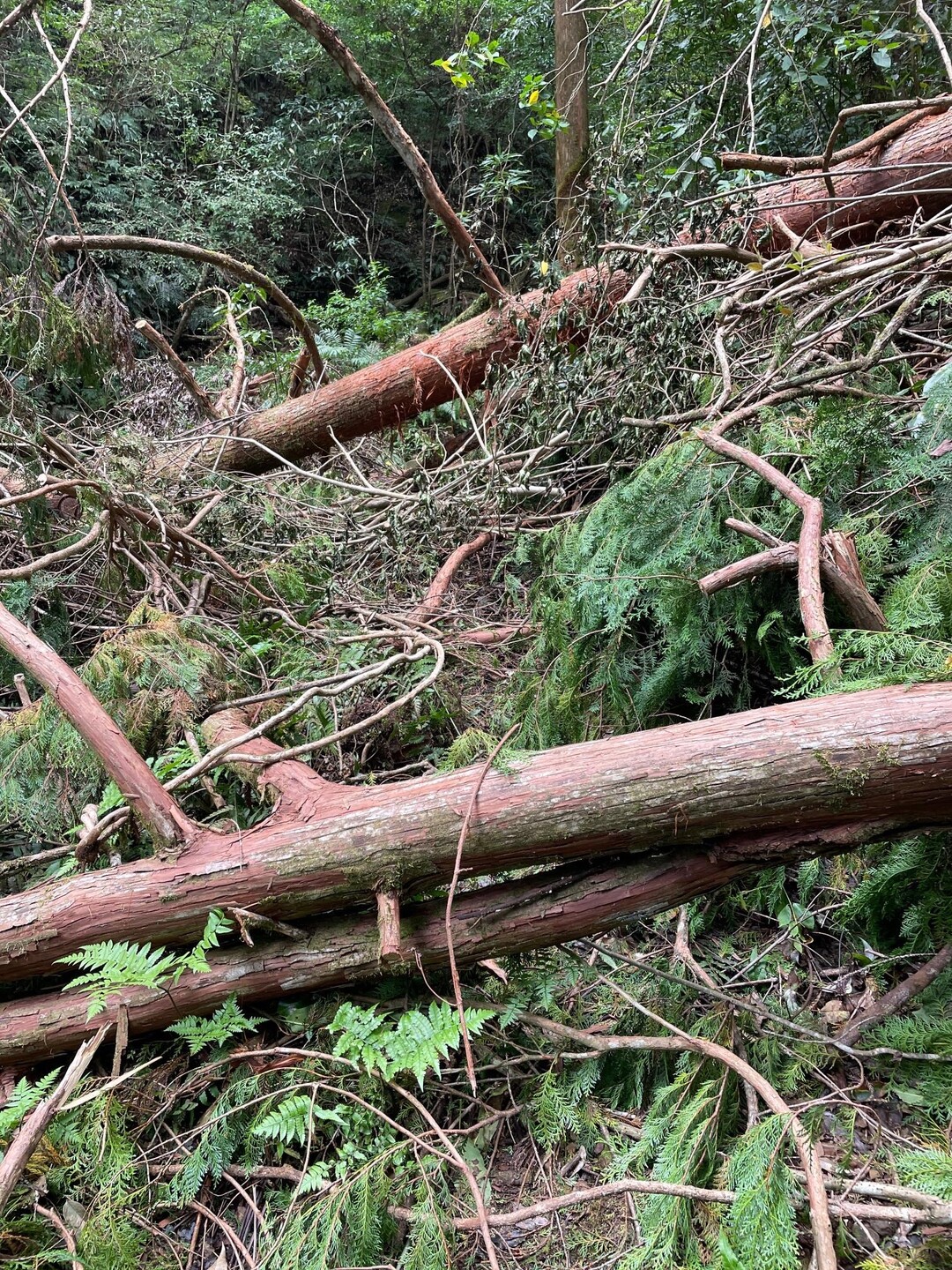 jun20210530さんの投稿したフィールドメモ | YAMAP / ヤマップ